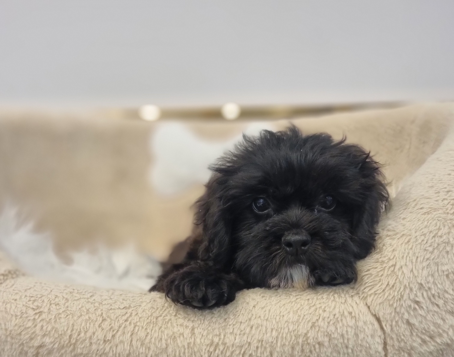 말티푸 블랙 폼스키크기 폼치크기 폼피츠크기 푸숑크기 노르웨이숲크기 데본렉스크기 뱅갈크기 샴크기 셀커크렉스크기 스핑크스크기 아메리칸숏헤어크기 아메리칸컬크기 아비시니안크기