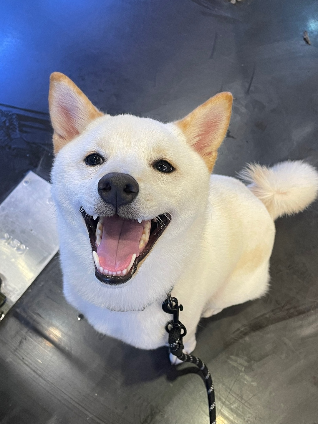 시바이누 감자 애완견성격 반려견성격 소형견크기 중형견크기 미니비숑프리제크기 토이푸들크기 골든리트리버크기 래브라도리트리버크기 닥스훈트크기 도베르만크기 말티치크기 말티폼크기