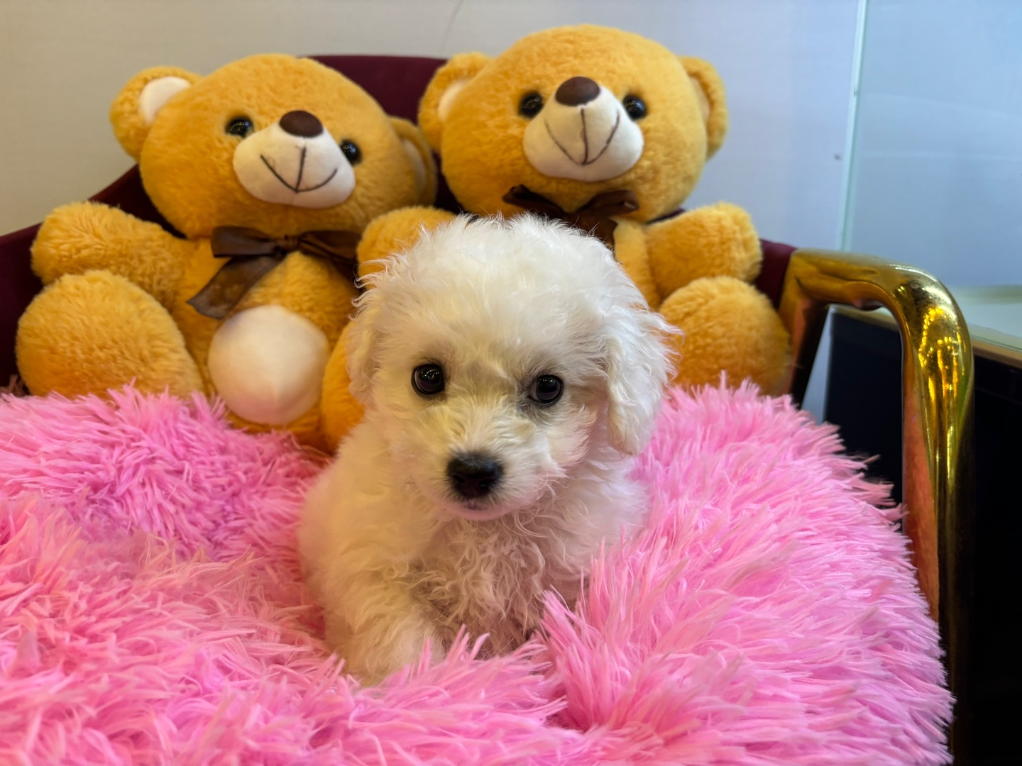 비숑프리제 뚬빵 말티즈크기 말티푸크기 푸들크기 먼치킨크기 랙돌크기 브리티쉬숏헤어크기 스코티쉬폴드크기 러시안블루크기 강아지크기 고양이크기 유기견임시보호 유기묘임시보호 강아지