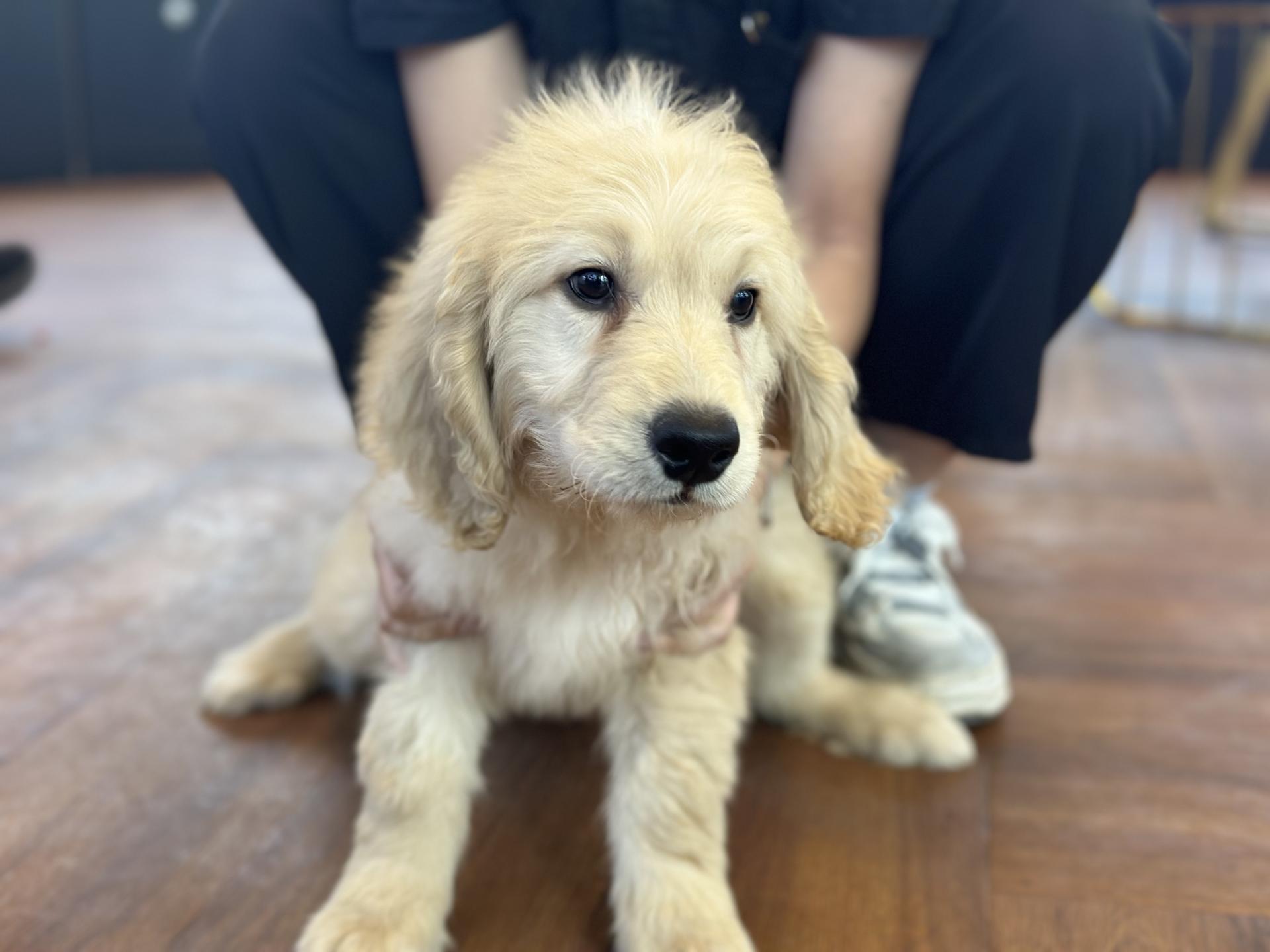 골든두들 오리 말티즈크기 말티푸크기 푸들크기 먼치킨크기 랙돌크기 브리티쉬숏헤어크기 스코티쉬폴드크기 러시안블루크기 강아지크기 고양이크기 유기견임시보호 유기묘임시보호 강아지임시