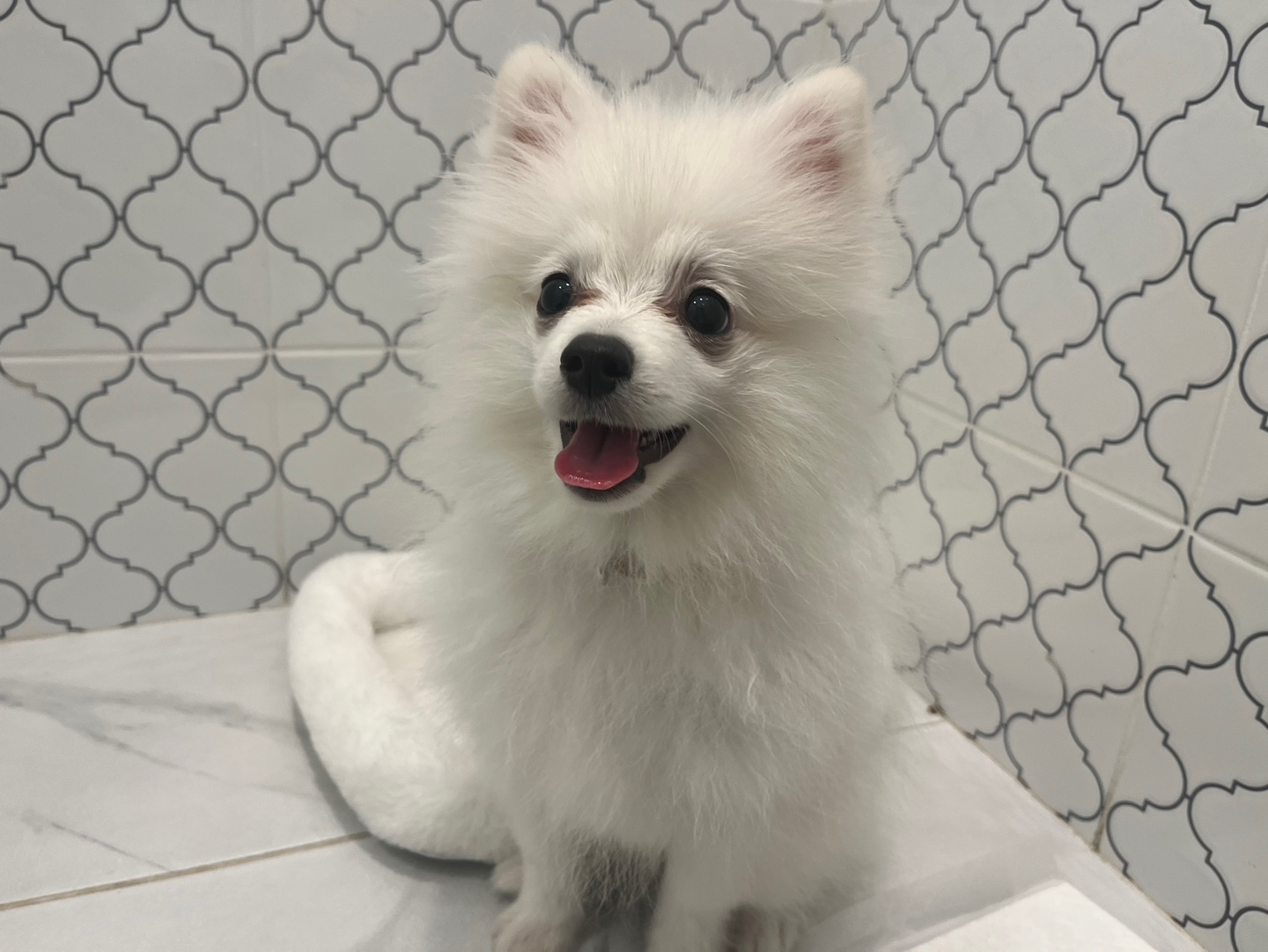 포메라니안 뭉치 유기견입양 유기묘입양 강아지입양 소형견입양 중형견입양 대형견입양 말티즈입양 말티푸입양 비숑프리제입양 미니비숑프리제입양 포메라니안입양 푸들입양 골든리트리버입양