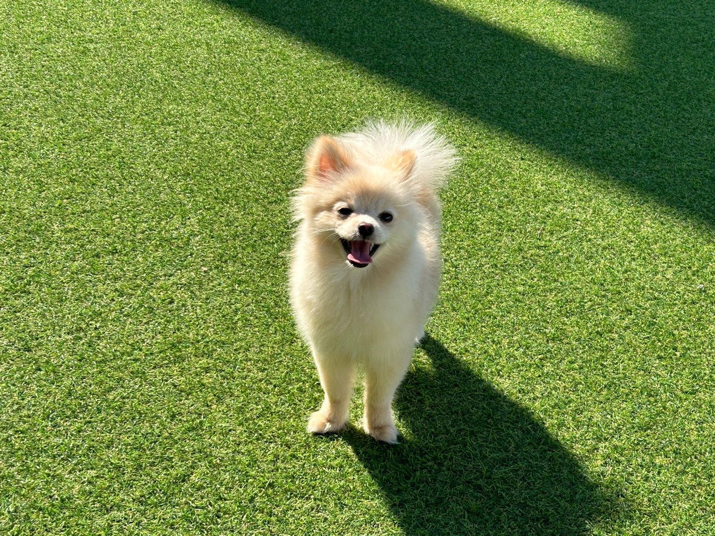 포메라니안 구름 프렌치불독크기 빠삐용크기 파피용크기 사모예드크기 스피츠크기 시바견크기 시베리안허스키크기 시츄크기 요크셔테리어크기 웰시코기크기 이탈리아그레이하운드크기 치와와