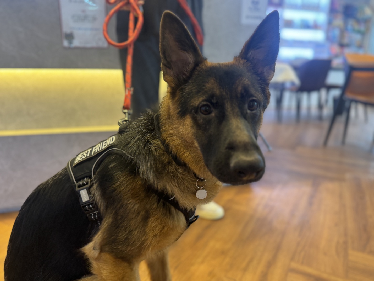 세퍼트 리까 폼스키크기 폼치크기 폼피츠크기 푸숑크기 노르웨이숲크기 데본렉스크기 뱅갈크기 샴크기 셀커크렉스크기 스핑크스크기 아메리칸숏헤어크기 아메리칸컬크기 아비시니안크기