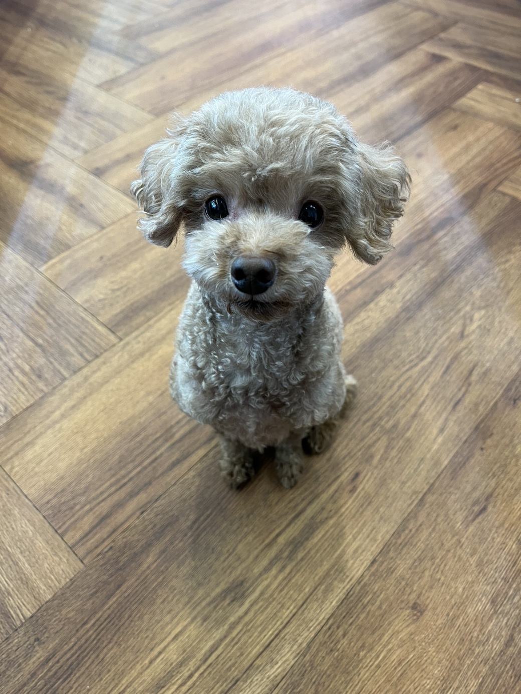 토이푸들 호두 프렌치불독크기 빠삐용크기 파피용크기 사모예드크기 스피츠크기 시바견크기 시베리안허스키크기 시츄크기 요크셔테리어크기 웰시코기크기 이탈리아그레이하운드크기 치와와크기