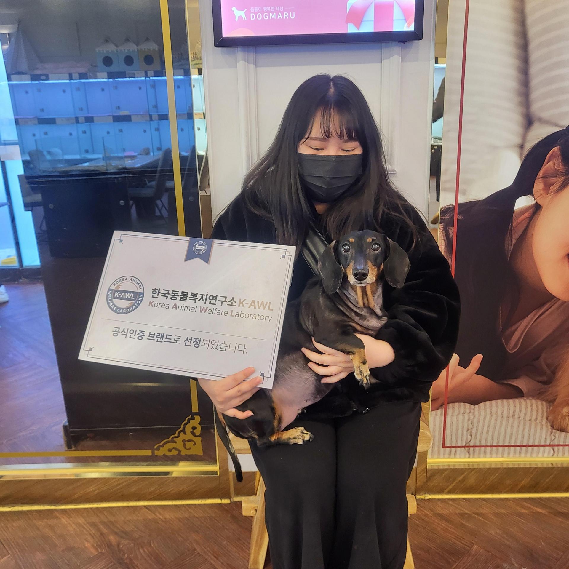 닥스훈트 초코 애완견성격 반려견성격 소형견크기 중형견크기 미니비숑프리제크기 토이푸들크기 골든리트리버크기 래브라도리트리버크기 닥스훈트크기 도베르만크기 말티치크기 말티폼크기