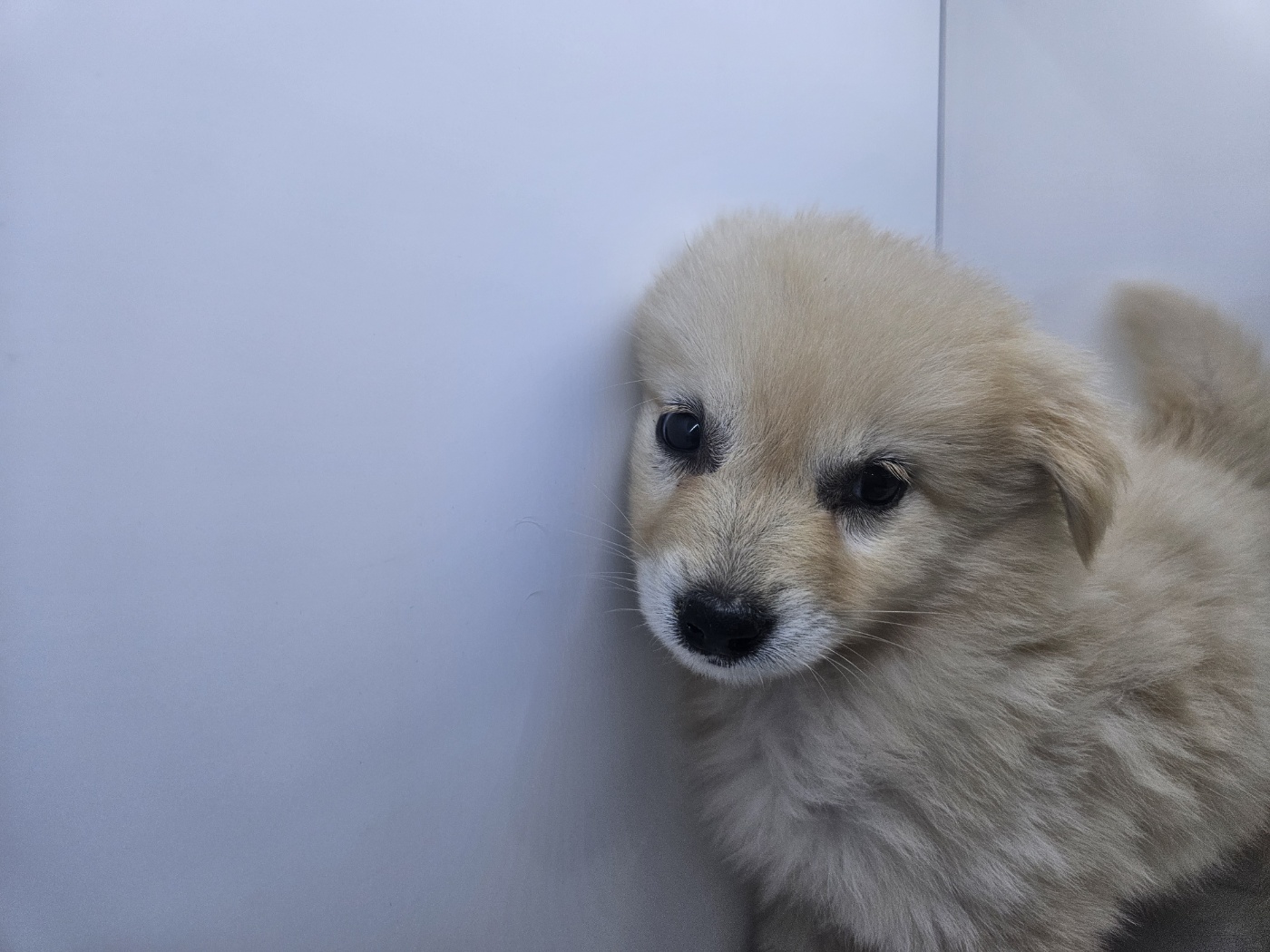 진도믹스견 하얀 유기견입양 유기묘입양 강아지입양 소형견입양 중형견입양 대형견입양 말티즈입양 말티푸입양 비숑프리제입양 미니비숑프리제입양 포메라니안입양 푸들입양 골든리트리버입양