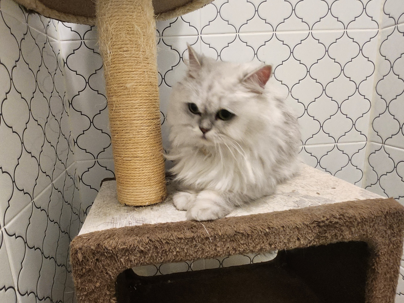 페르시안 라라 프렌치불독크기 빠삐용크기 파피용크기 사모예드크기 스피츠크기 시바견크기 시베리안허스키크기 시츄크기 요크셔테리어크기