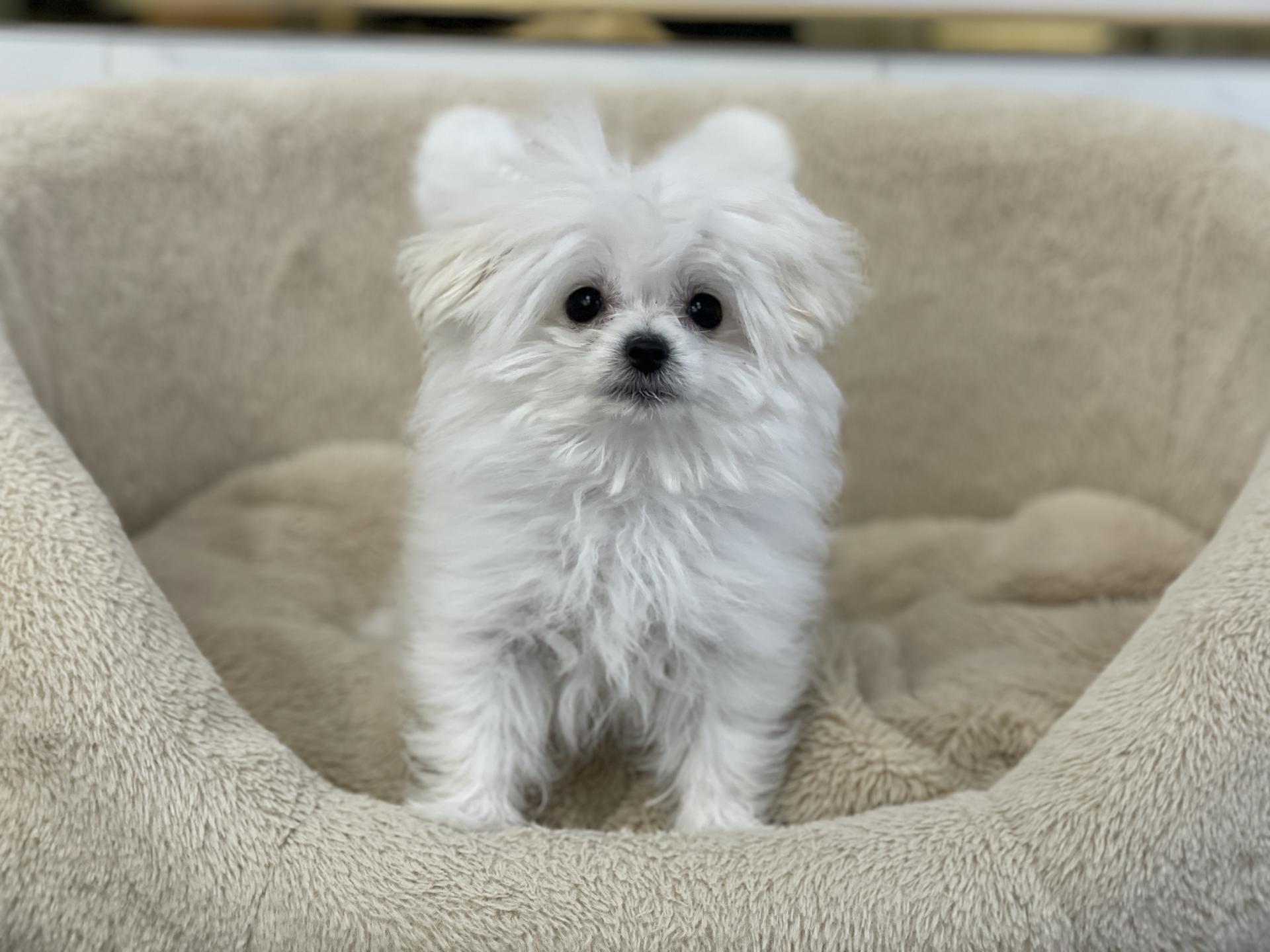 말티폼 콩이 푸숑책임분양 노르웨이숲책임분양 데본렉스책임분양 뱅갈책임분양 샴책임분양 셀커크렉스책임분양 스핑크스책임분양 아메리칸숏헤어책임분양 아메리칸컬책임분양 아비시니안책임분양