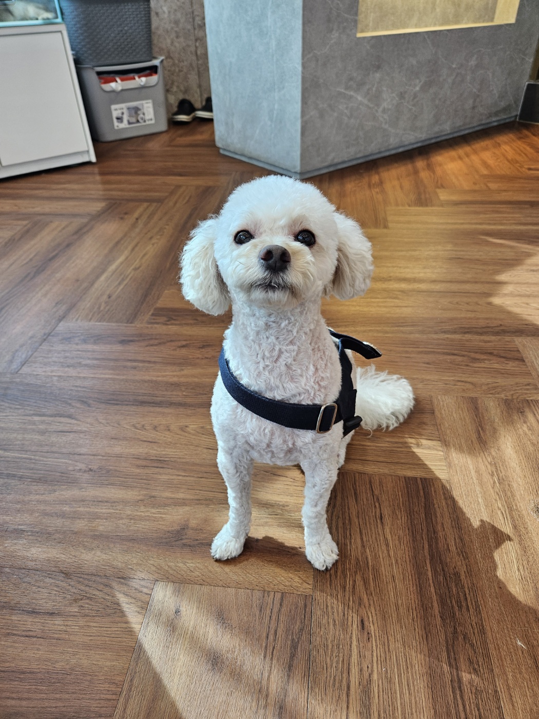 푸들비숑프리제 하찌사월 폼스키크기 폼치크기 폼피츠크기 푸숑크기 노르웨이숲크기 데본렉스크기 뱅갈크기 샴크기 셀커크렉스크기 스핑크스크기 아메리칸숏헤어크기 아메리칸컬크기