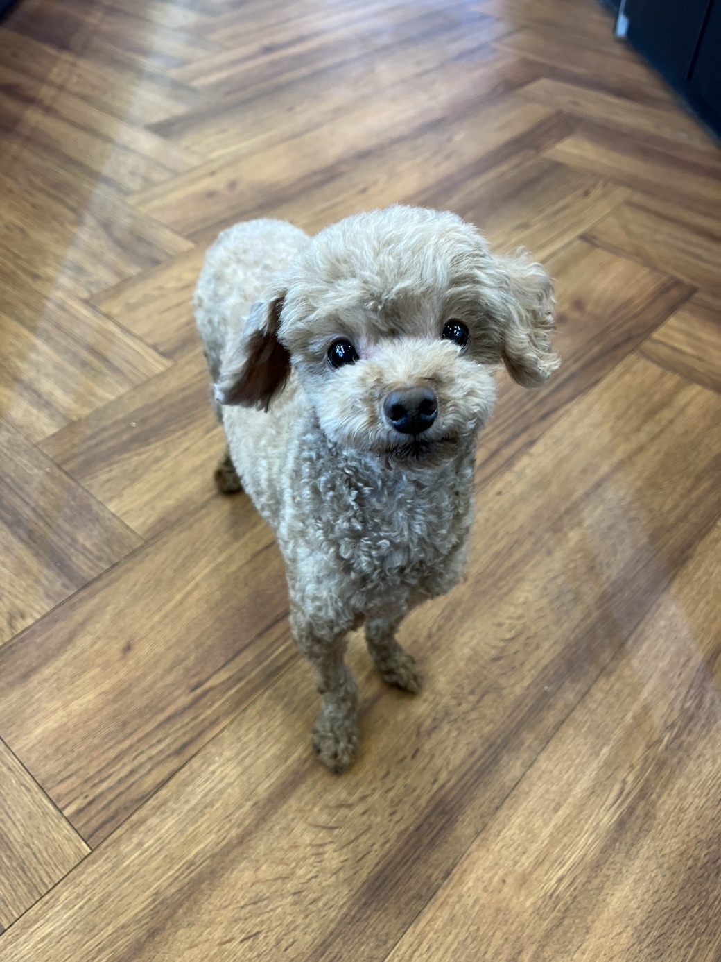 토이푸들 호두 프렌치불독크기 빠삐용크기 파피용크기 사모예드크기 스피츠크기 시바견크기 시베리안허스키크기 시츄크기 요크셔테리어크기 웰시코기크기 이탈리아그레이하운드크기 치와와크기