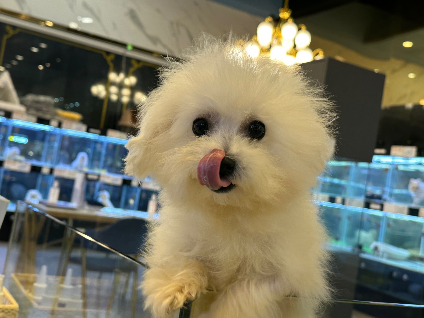 말티즈 루비 고양이보호소 유기견보호소 유기묘보호소 비숑프리제책임분양 포메라니안책임분양 말티즈책임분양 말티푸책임분양 푸들책임분양 먼치킨책임분양 랙돌책임분양 브리티쉬숏헤어책임