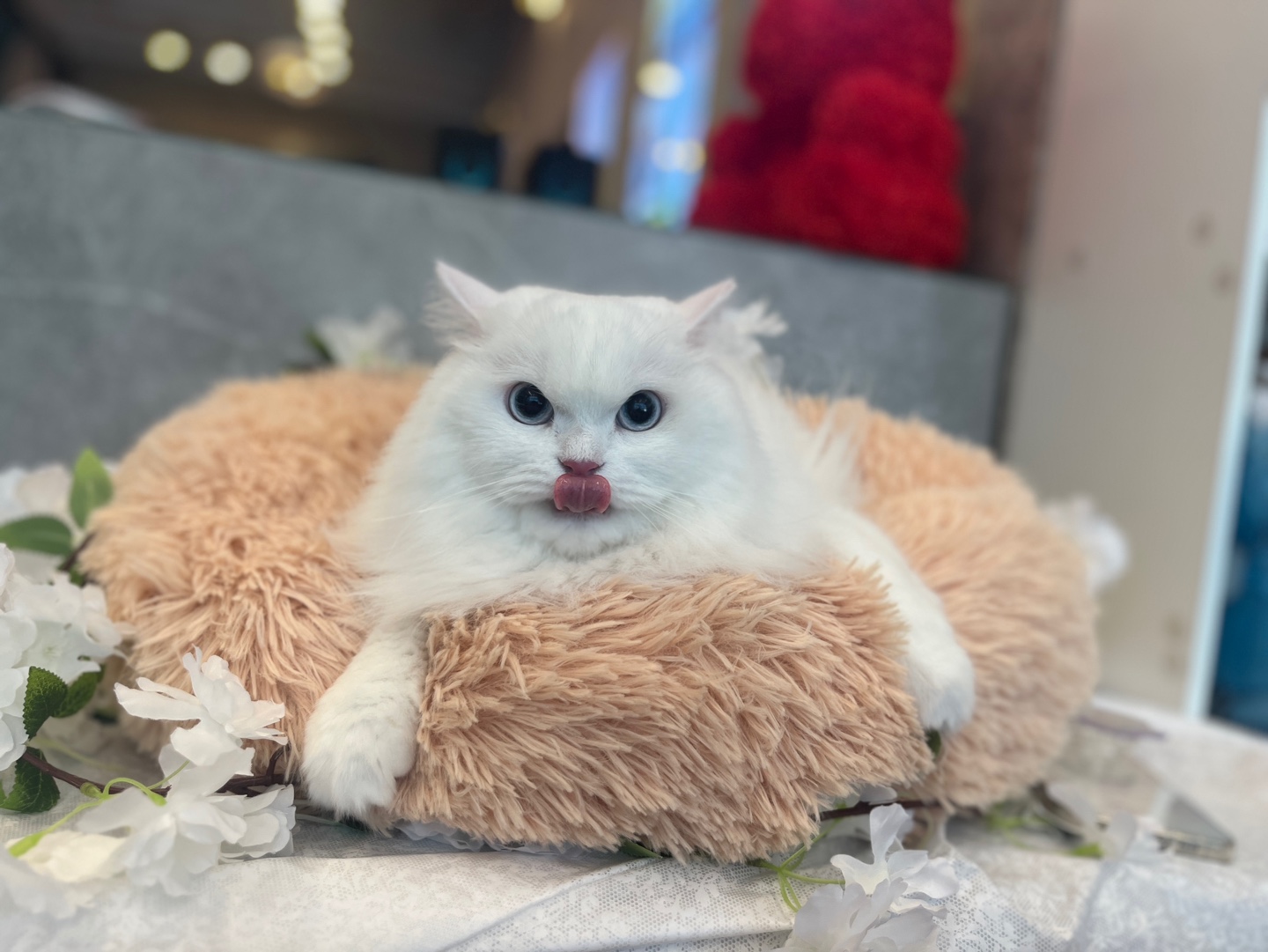 페르시안 새치 애완견성격 반려견성격 소형견크기 중형견크기 미니비숑프리제크기 토이푸들크기 골든리트리버크기 래브라도리트리버크기 닥스훈트크기 도베르만크기 말티치크기 말티폼크기