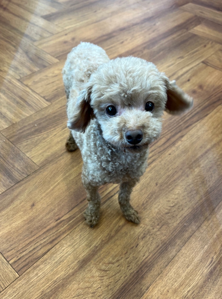 토이푸들 호두 프렌치불독크기 빠삐용크기 파피용크기 사모예드크기 스피츠크기 시바견크기 시베리안허스키크기 시츄크기 요크셔테리어크기 웰시코기크기 이탈리아그레이하운드크기 치와와크기