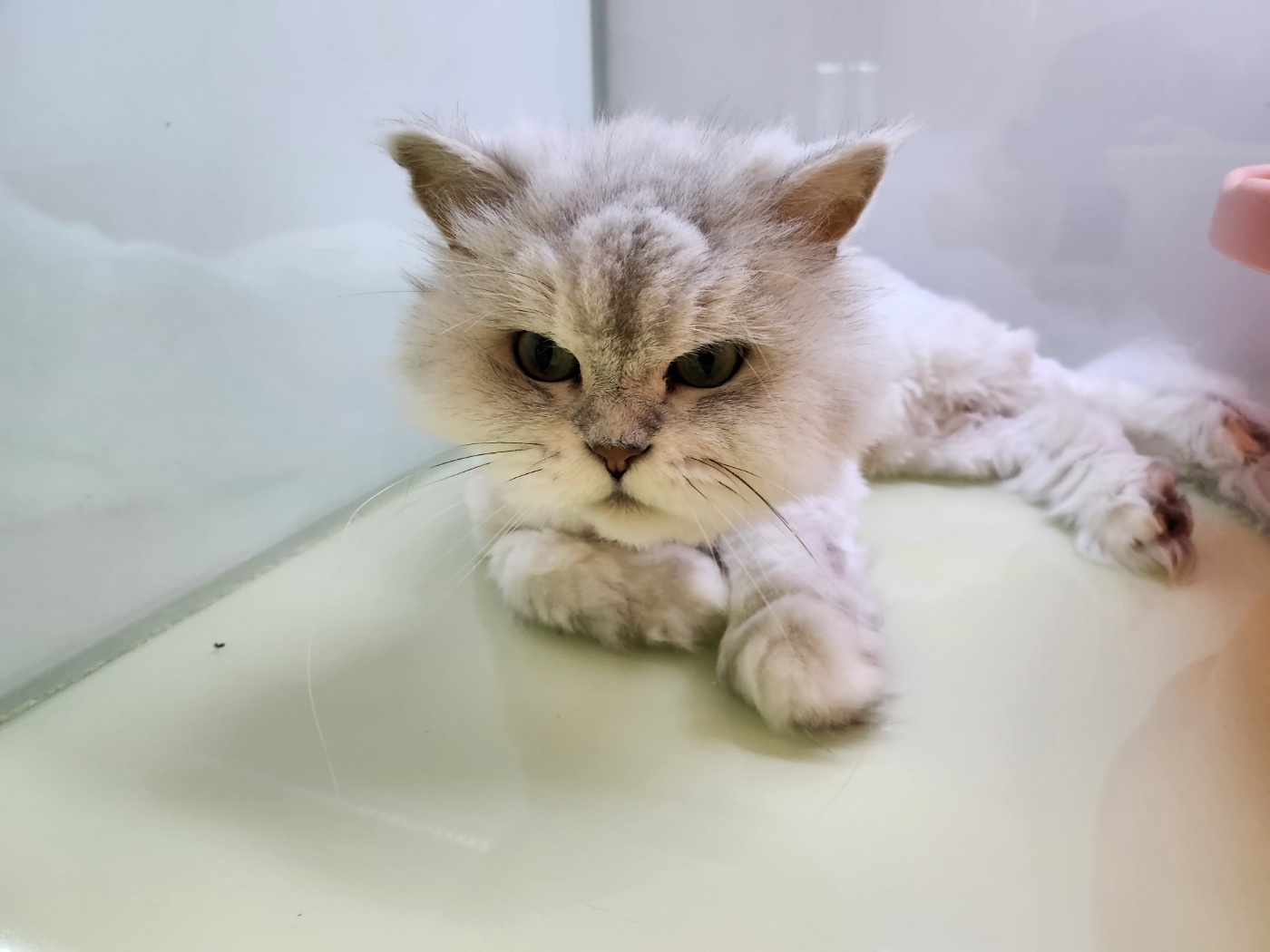 페르시안 도도 폼스키크기 폼치크기 폼피츠크기 푸숑크기 노르웨이숲크기 데본렉스크기 뱅갈크기 샴크기 셀커크렉스크기 스핑크스크기 아메리칸숏헤어크기 아메리칸컬크기 아비시니안크기