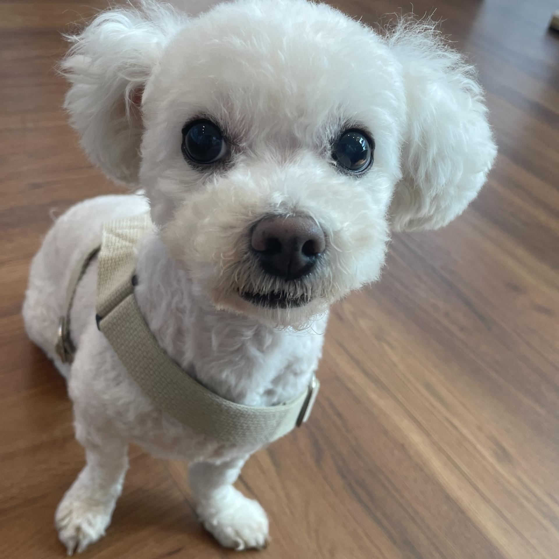 푸들비숑프리제 하찌사월 폼스키크기 폼치크기 폼피츠크기 푸숑크기 노르웨이숲크기 데본렉스크기 뱅갈크기 샴크기 셀커크렉스크기 스핑크스크기 아메리칸숏헤어크기 아메리칸컬크기