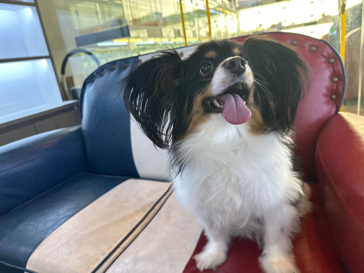 빠삐용 메이메이 폼스키크기 폼치크기 폼피츠크기 푸숑크기 노르웨이숲크기 데본렉스크기 뱅갈크기 샴크기 셀커크렉스크기 스핑크스크기 아메리칸숏헤어크기 아메리칸컬크기 아비시니안크기