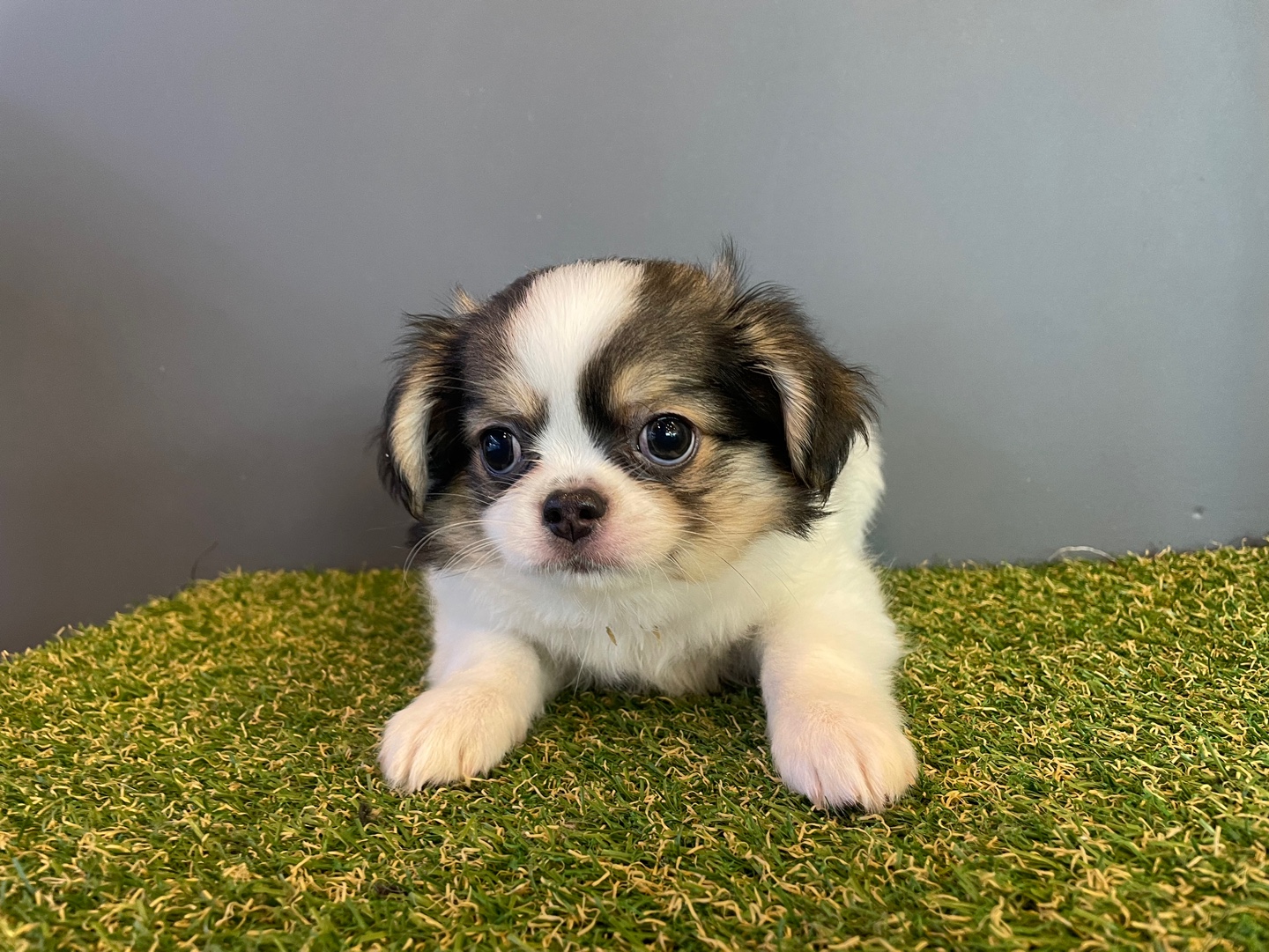 치와와 두리 프렌치불독크기 빠삐용크기 파피용크기 사모예드크기 스피츠크기 시바견크기 시베리안허스키크기 시츄크기 요크셔테리어크기 웰시코기크기 이탈리아그레이하운드크기 치와와크기