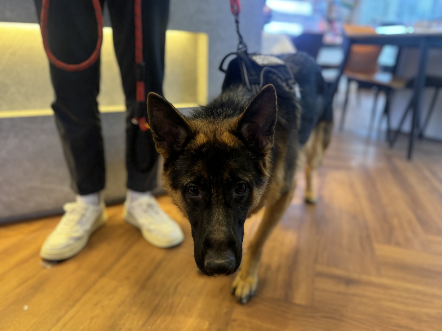 세퍼트 리까 폼스키크기 폼치크기 폼피츠크기 푸숑크기 노르웨이숲크기 데본렉스크기 뱅갈크기 샴크기 셀커크렉스크기 스핑크스크기