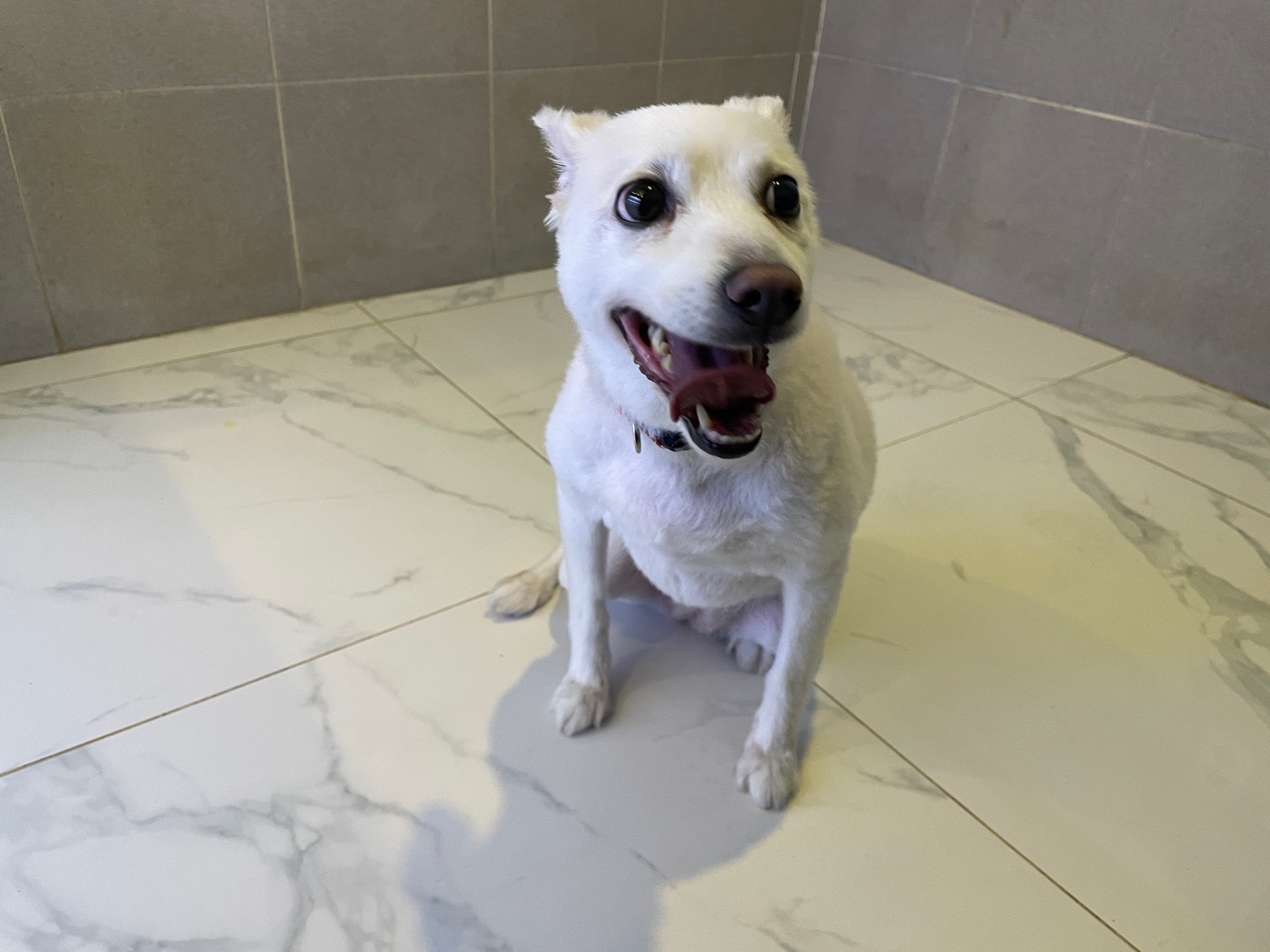 스피츠믹스 꿍이 이탈리아그레이하운드입양 치와와입양 폼스키입양 폼치입양 폼피츠입양 푸숑입양 고양이입양 랙돌입양 러시안블루입양 먼치킨입양 브리티쉬숏헤어입양 노르웨이숲입양 뱅갈