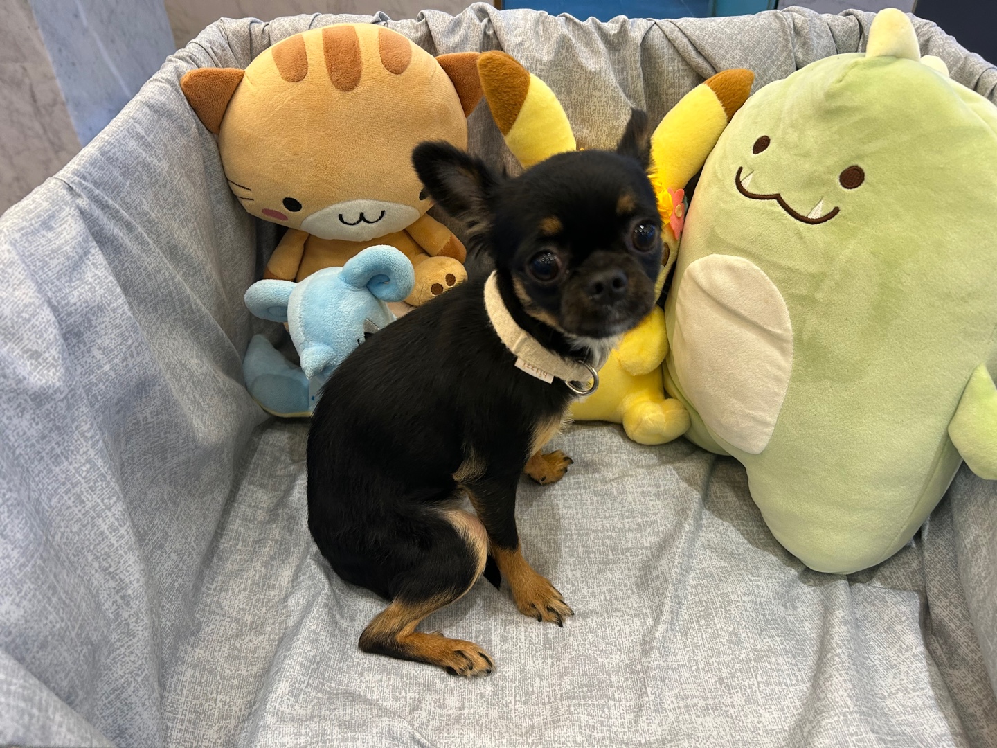 치와와 까미 프렌치불독크기 빠삐용크기 파피용크기 사모예드크기 스피츠크기 시바견크기 시베리안허스키크기 시츄크기 요크셔테리어크기 웰시코기크기 이탈리아그레이하운드크기 치와와크기