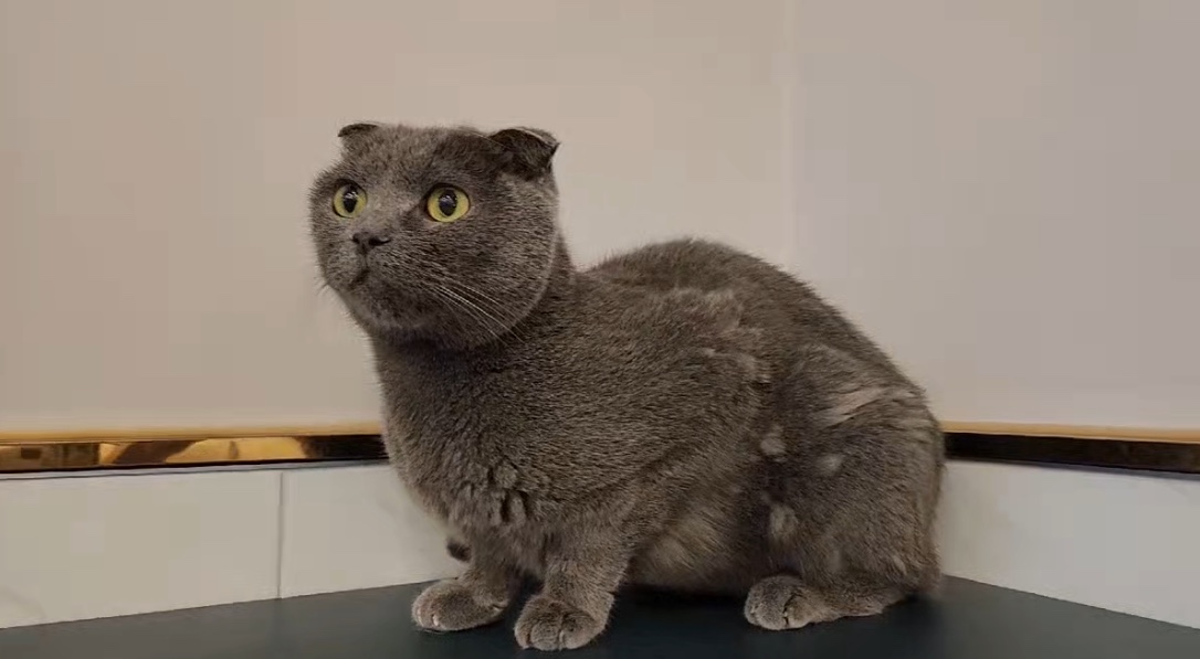 스코티쉬폴드 콩이 말티즈크기 말티푸크기 푸들크기 먼치킨크기 랙돌크기 브리티쉬숏헤어크기 스코티쉬폴드크기 러시안블루크기 강아지크기 고양이크기 유기견임시보호 유기묘임시보호 강아지