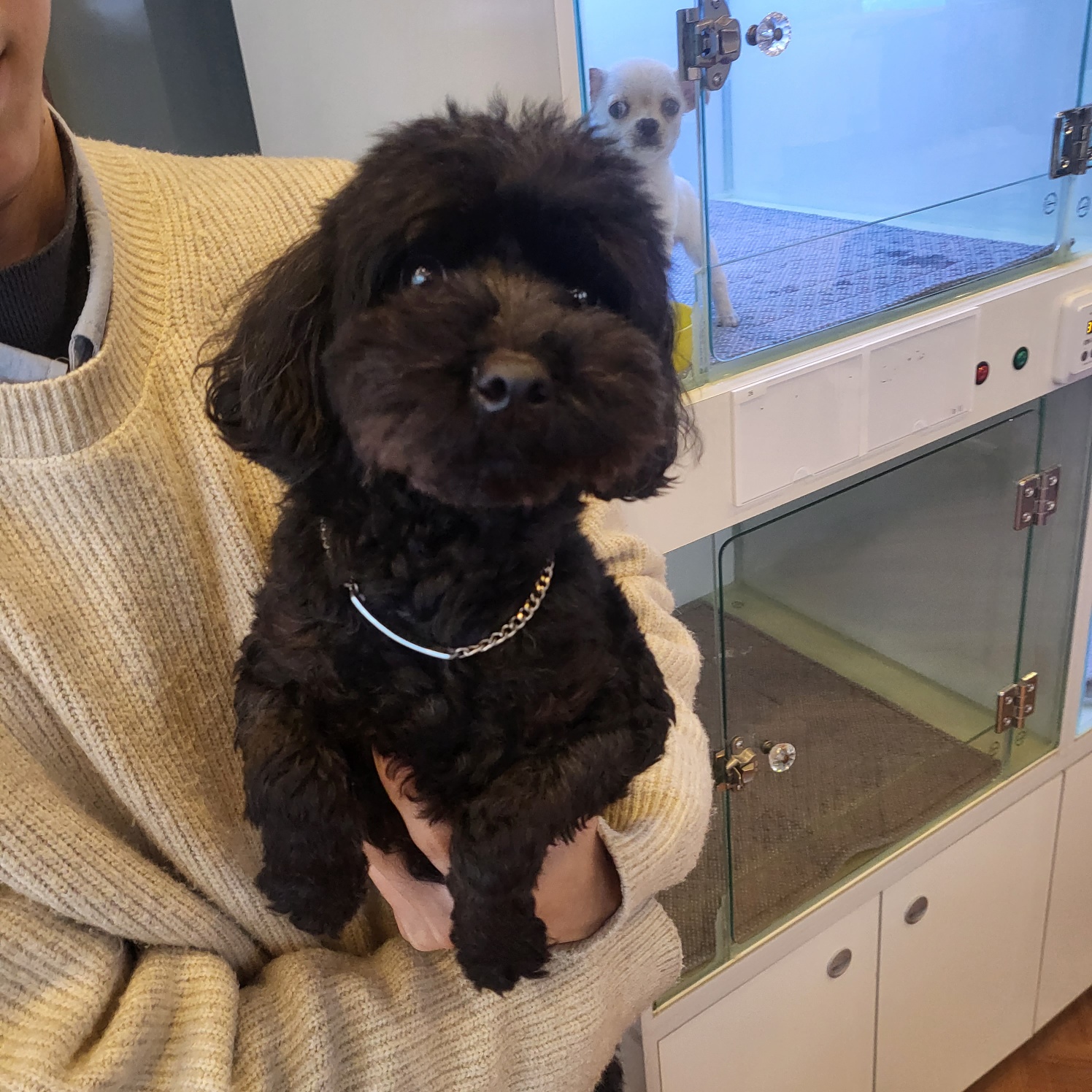 푸들 딱지 래브라도리트리버입양 닥스훈트입양 도베르만입양 말티치입양 말티폼입양 빠삐용입양 사모예드입양 스피츠입양 시바견입양 시베리안허스키입양 시츄입양 요크셔테리어입양 웰시코기