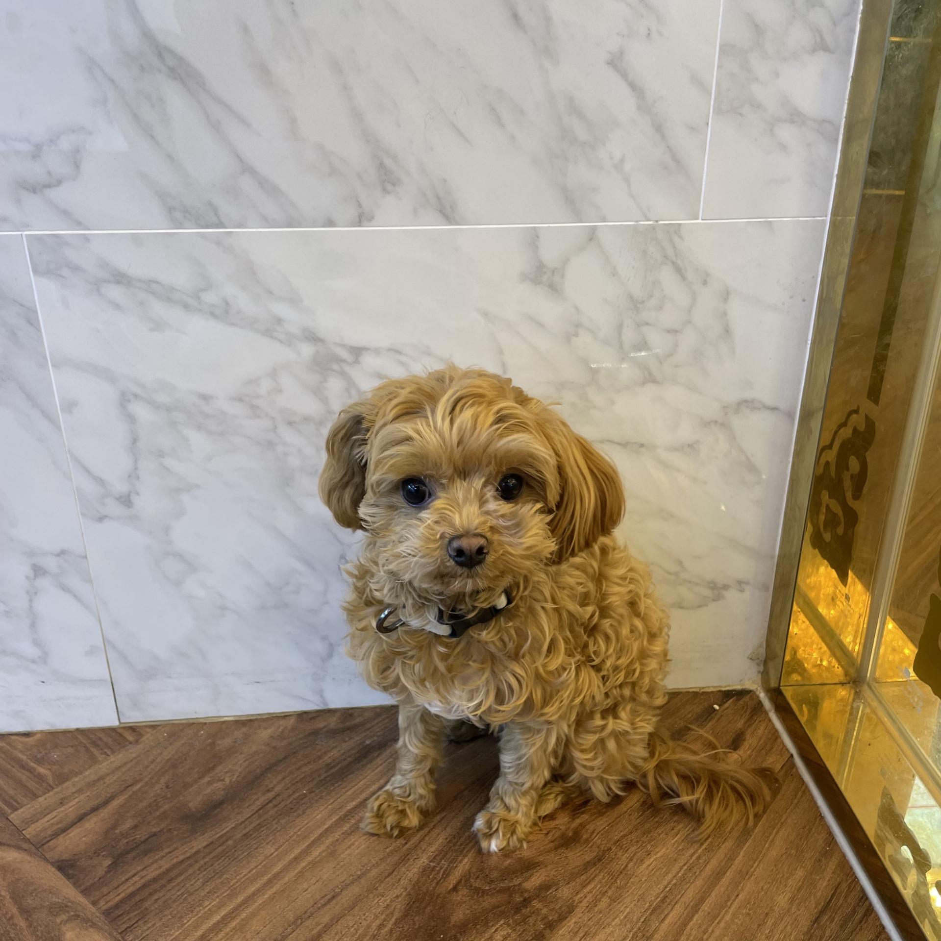 말티푸 초코 유기견입양 유기묘입양 강아지입양 소형견입양 중형견입양 대형견입양 말티즈입양 말티푸입양 비숑프리제입양 미니비숑프리제입양 포메라니안입양 푸들입양 골든리트리버입양