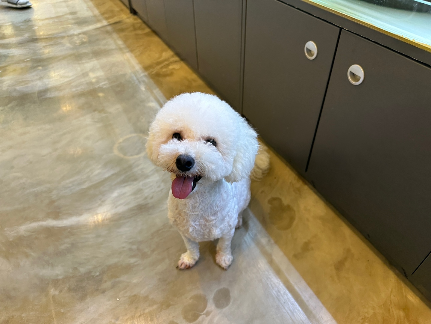 비숑프리제 하늘이 고양이보호소 유기견보호소 유기묘보호소 비숑프리제책임분양 포메라니안책임분양 말티즈책임분양 말티푸책임분양 푸들책임분양 먼치킨책임분양 랙돌책임분양 브리티쉬숏헤어