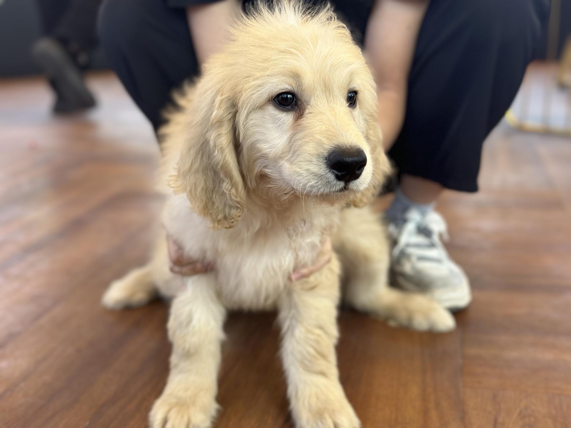 골든두들 오리 말티즈크기 말티푸크기 푸들크기 먼치킨크기 랙돌크기 브리티쉬숏헤어크기 스코티쉬폴드크기 러시안블루크기 강아지크기 고양이크기 유기견임시보호 유기묘임시보호 강아지임시