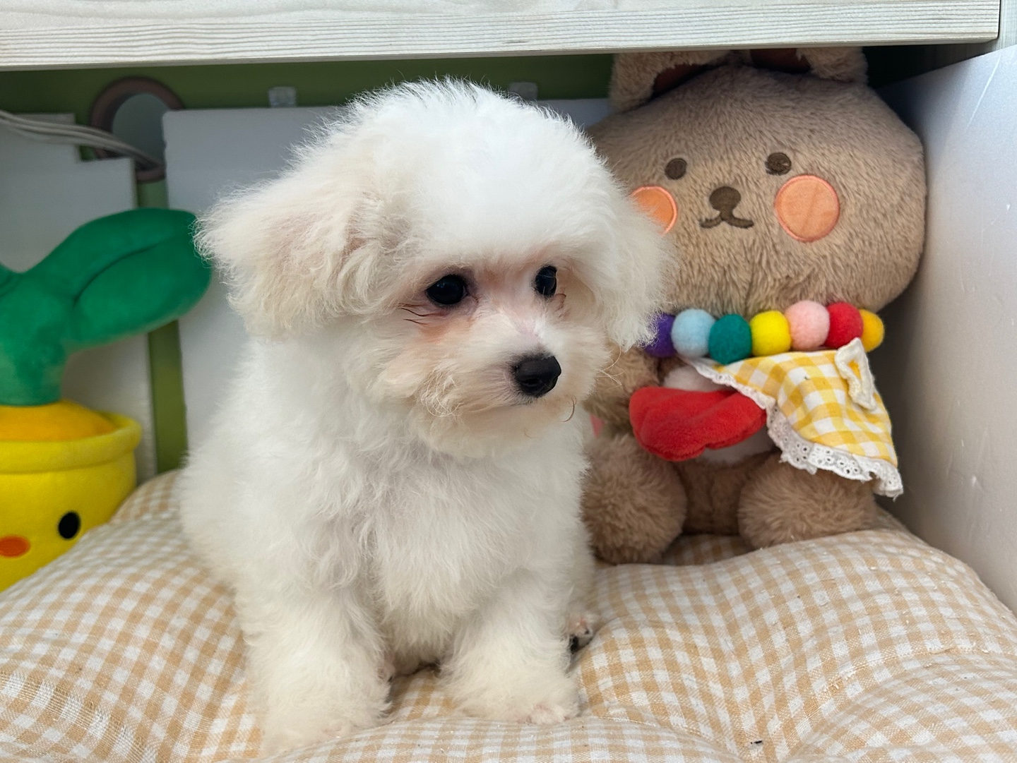 비숑프리제 사탕 대형견책임분양 미니비숑프리제책임분양 토이푸들책임분양 골든리트리버책임분양 래브라도리트리버책임분양 닥스훈트책임분양 도베르만책임분양 말티치책임분양 말티폼책임분양