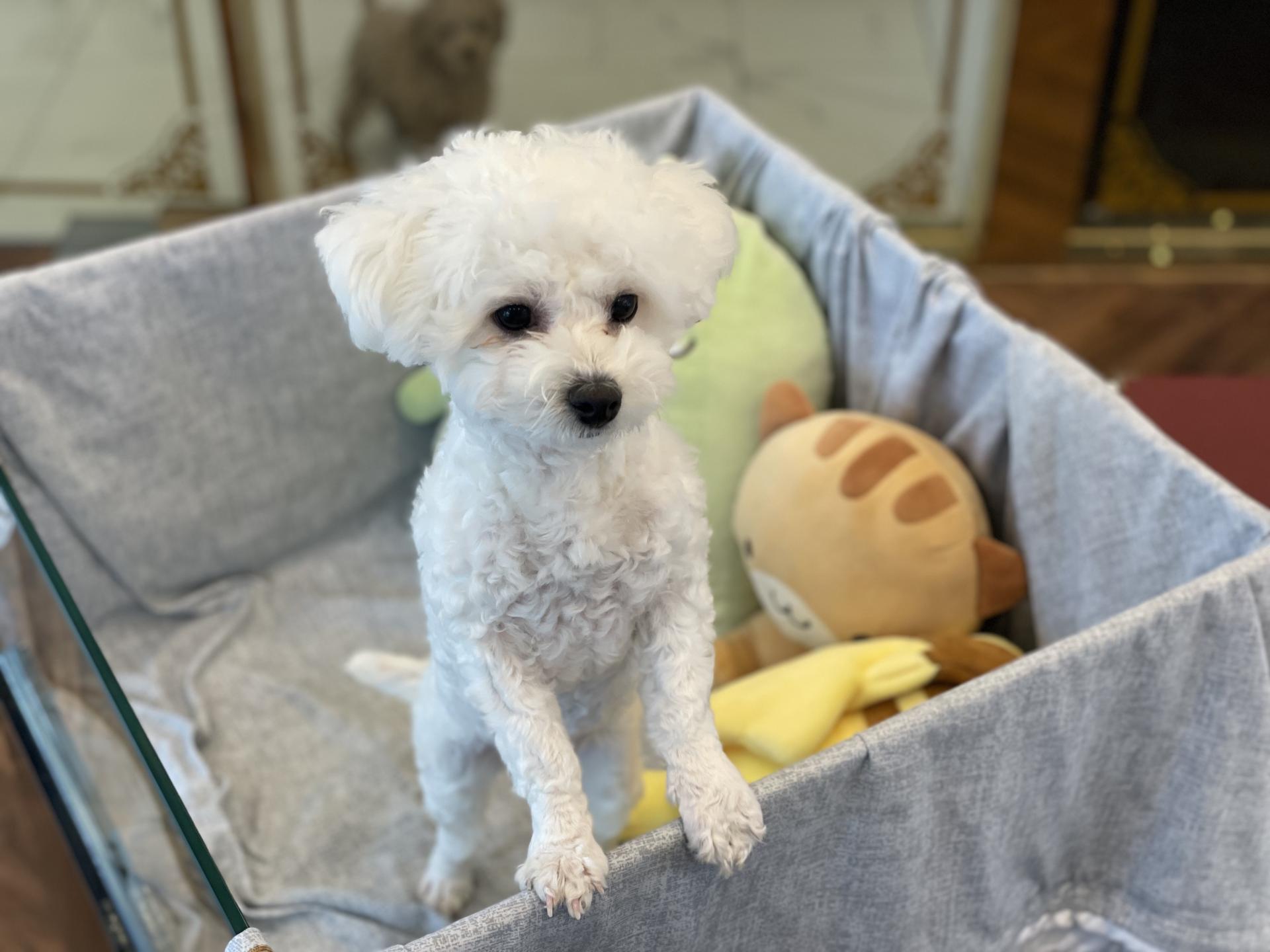 비숑프리제 푸링 강아지책임분양 고양이책임분양 유기견책임분양 유기묘책임분양 연예인강아지분양하는곳 연예인고양이분양하는곳 골댕이무료분양 강아지입양보내기 고양이입양보내기 강아지분양