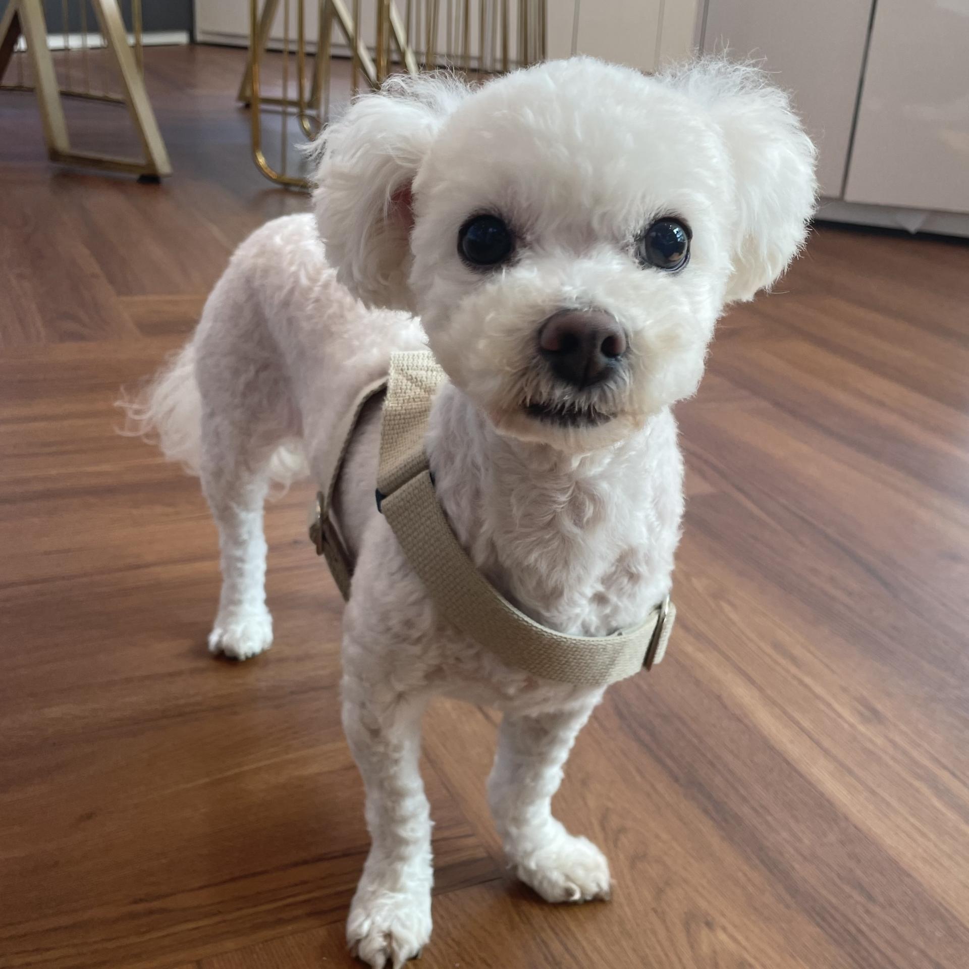 푸들비숑프리제 하찌사월 폼스키크기 폼치크기 폼피츠크기 푸숑크기 노르웨이숲크기 데본렉스크기 뱅갈크기 샴크기 셀커크렉스크기 스핑크스크기 아메리칸숏헤어크기 아메리칸컬크기