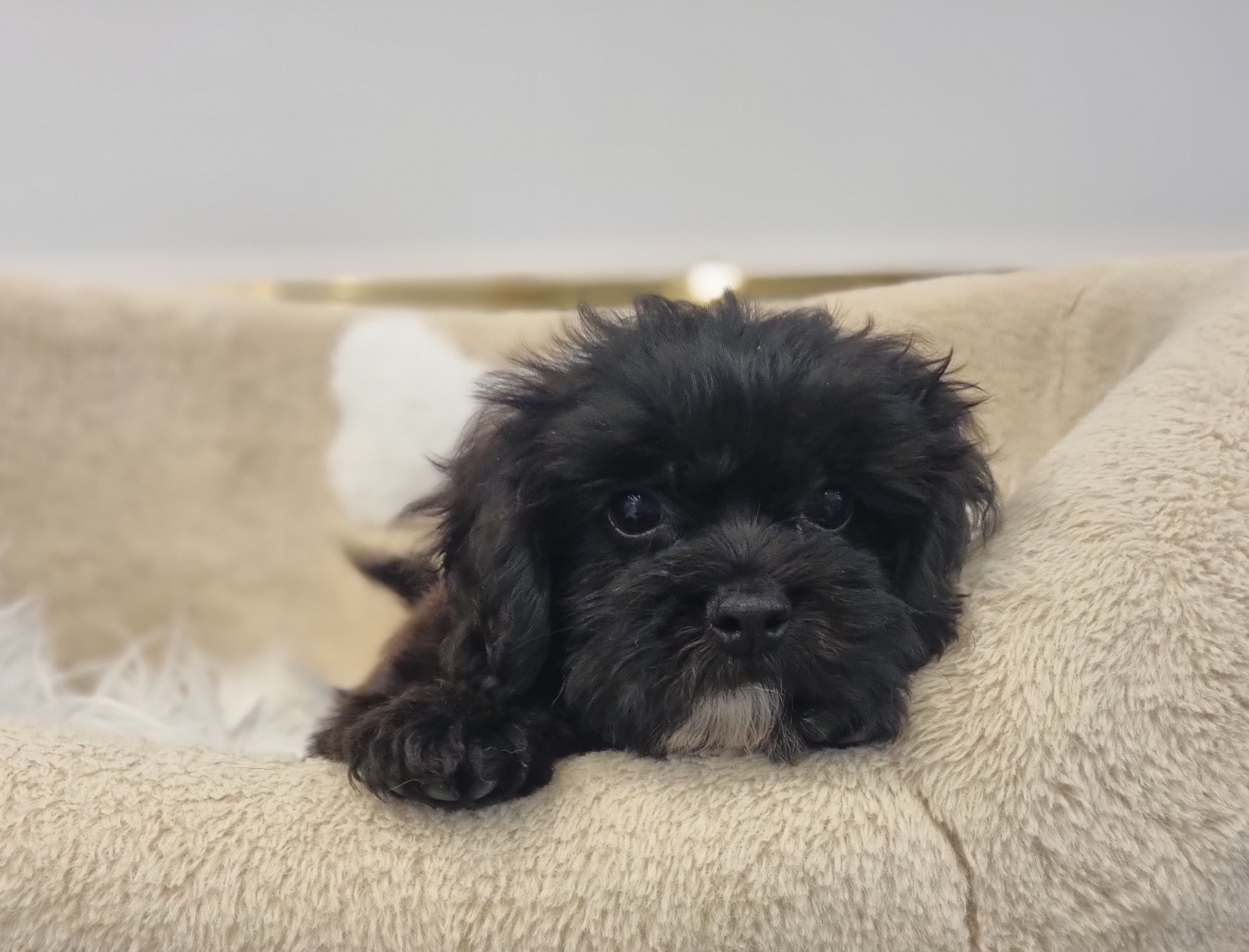 말티푸 블랙 폼스키크기 폼치크기 폼피츠크기 푸숑크기 노르웨이숲크기 데본렉스크기 뱅갈크기 샴크기 셀커크렉스크기 스핑크스크기 아메리칸숏헤어크기 아메리칸컬크기 아비시니안크기