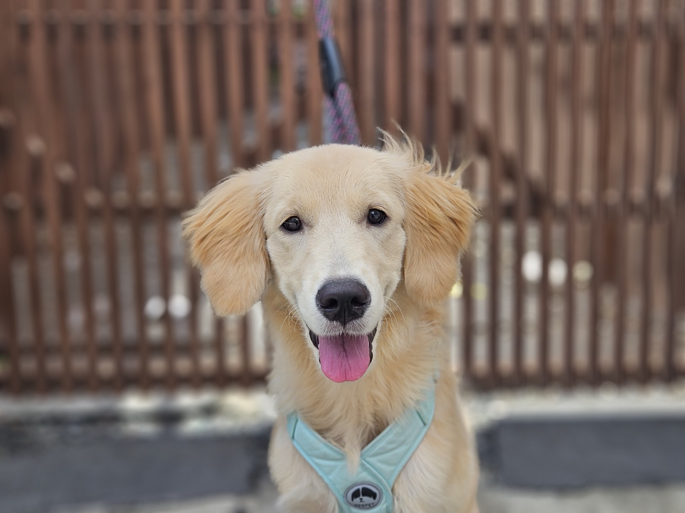 골든리트리버 가을 애완견성격 반려견성격 소형견크기 중형견크기 미니비숑프리제크기 토이푸들크기 골든리트리버크기 래브라도리트리버크기 닥스훈트크기 도베르만크기 말티치크기 말티폼크기