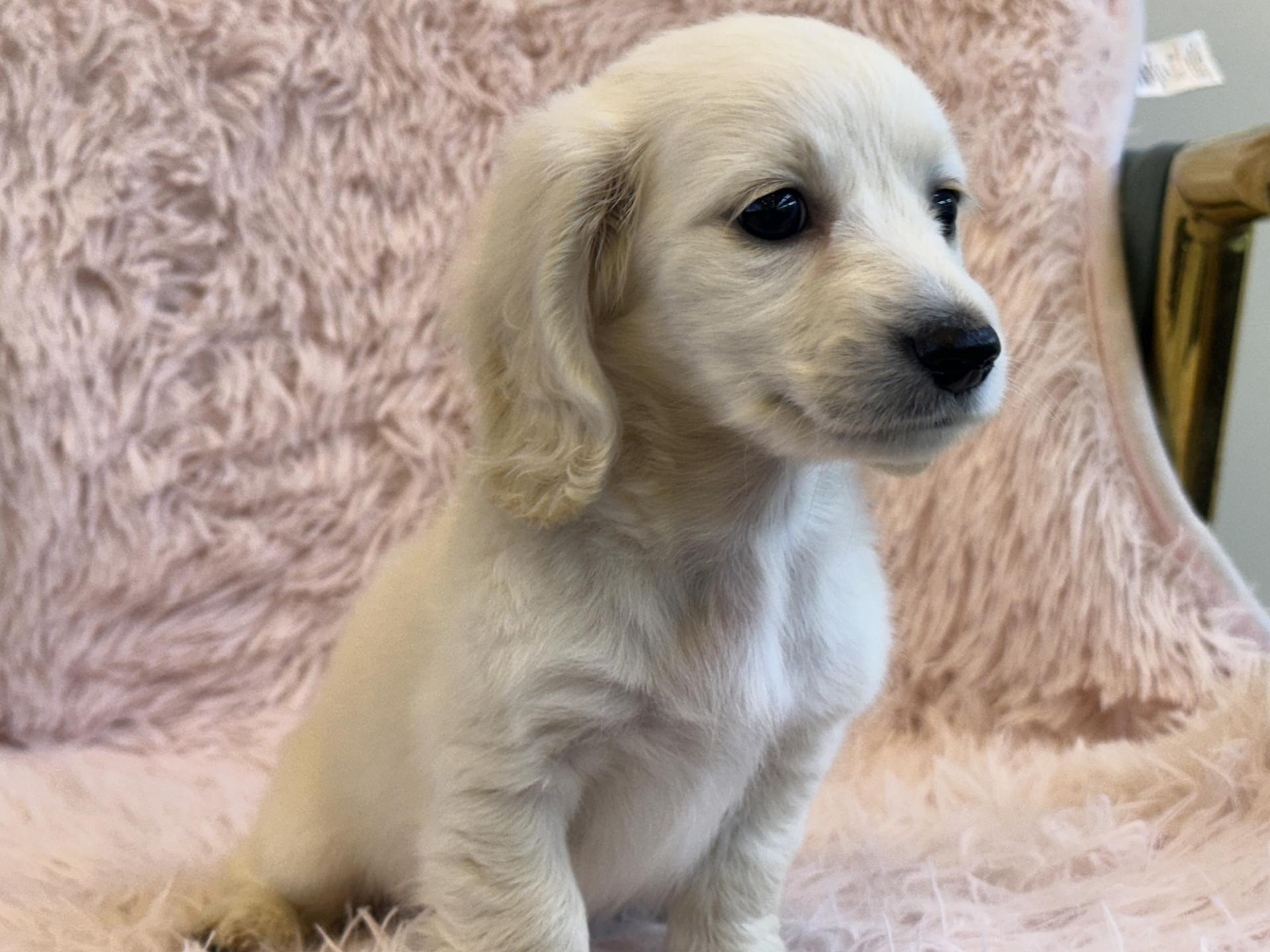 장모닥스 키키 푸숑책임분양 노르웨이숲책임분양 데본렉스책임분양 뱅갈책임분양 샴책임분양 셀커크렉스책임분양 스핑크스책임분양 아메리칸숏헤어책임분양 아메리칸컬책임분양 아비시니안책임