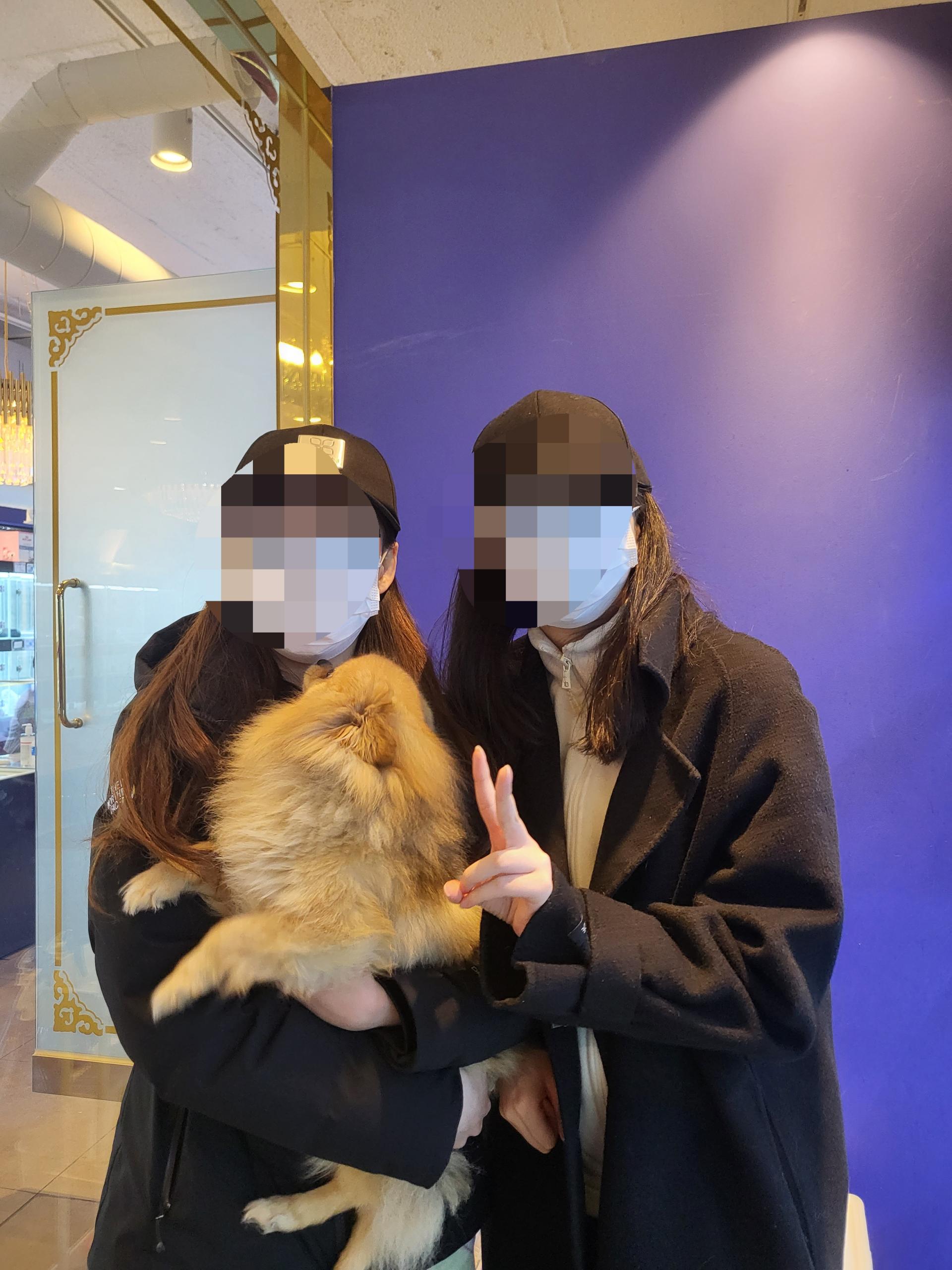 포메라니안 레몽 폼스키크기 폼치크기 폼피츠크기 푸숑크기 노르웨이숲크기 데본렉스크기 뱅갈크기 샴크기 셀커크렉스크기 스핑크스크기 아메리칸숏헤어크기 아메리칸컬크기 아비시니안크기