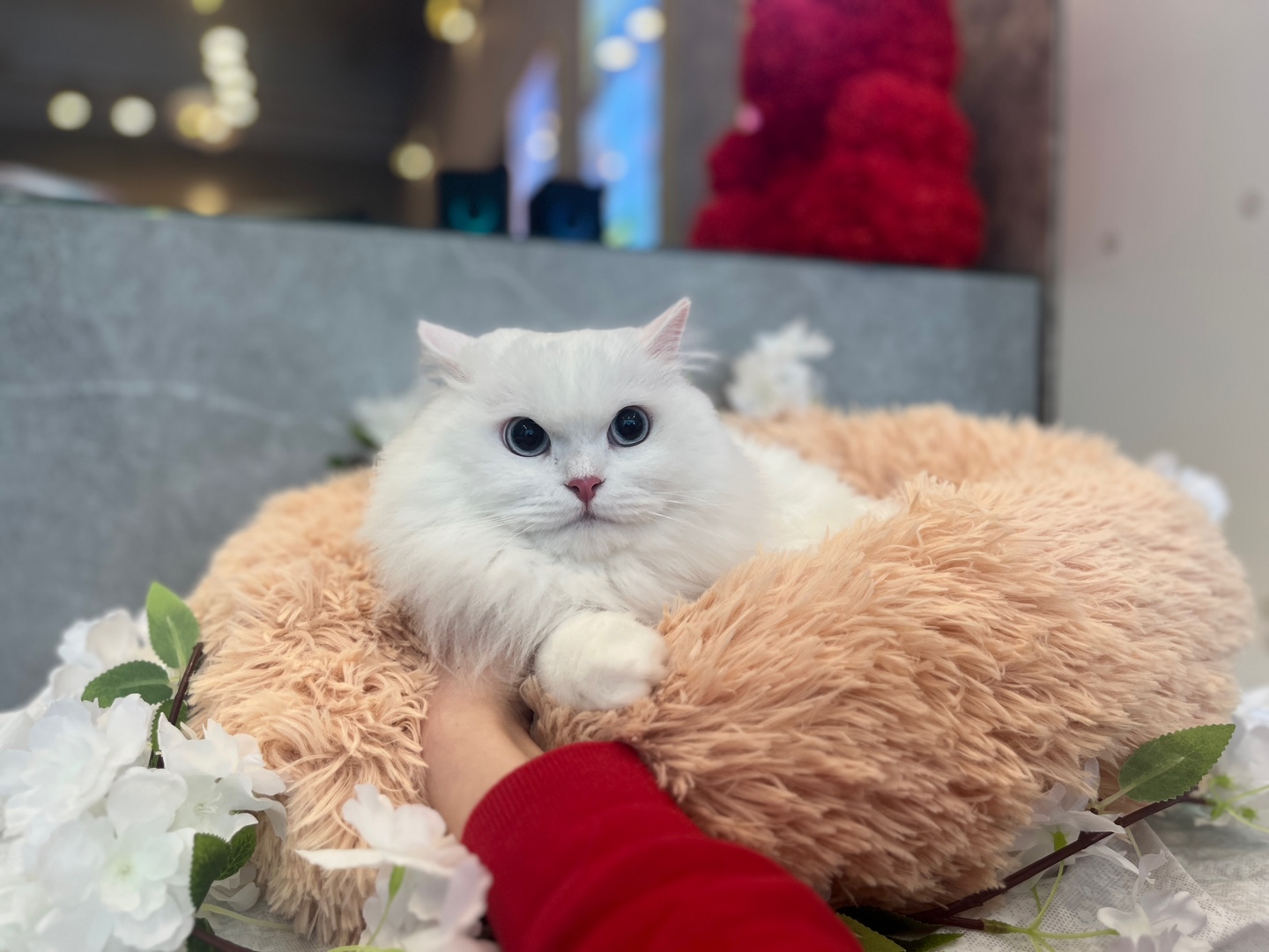 페르시안 새치 애완견성격 반려견성격 소형견크기 중형견크기 미니비숑프리제크기 토이푸들크기 골든리트리버크기 래브라도리트리버크기 닥스훈트크기 도베르만크기 말티치크기 말티폼크기