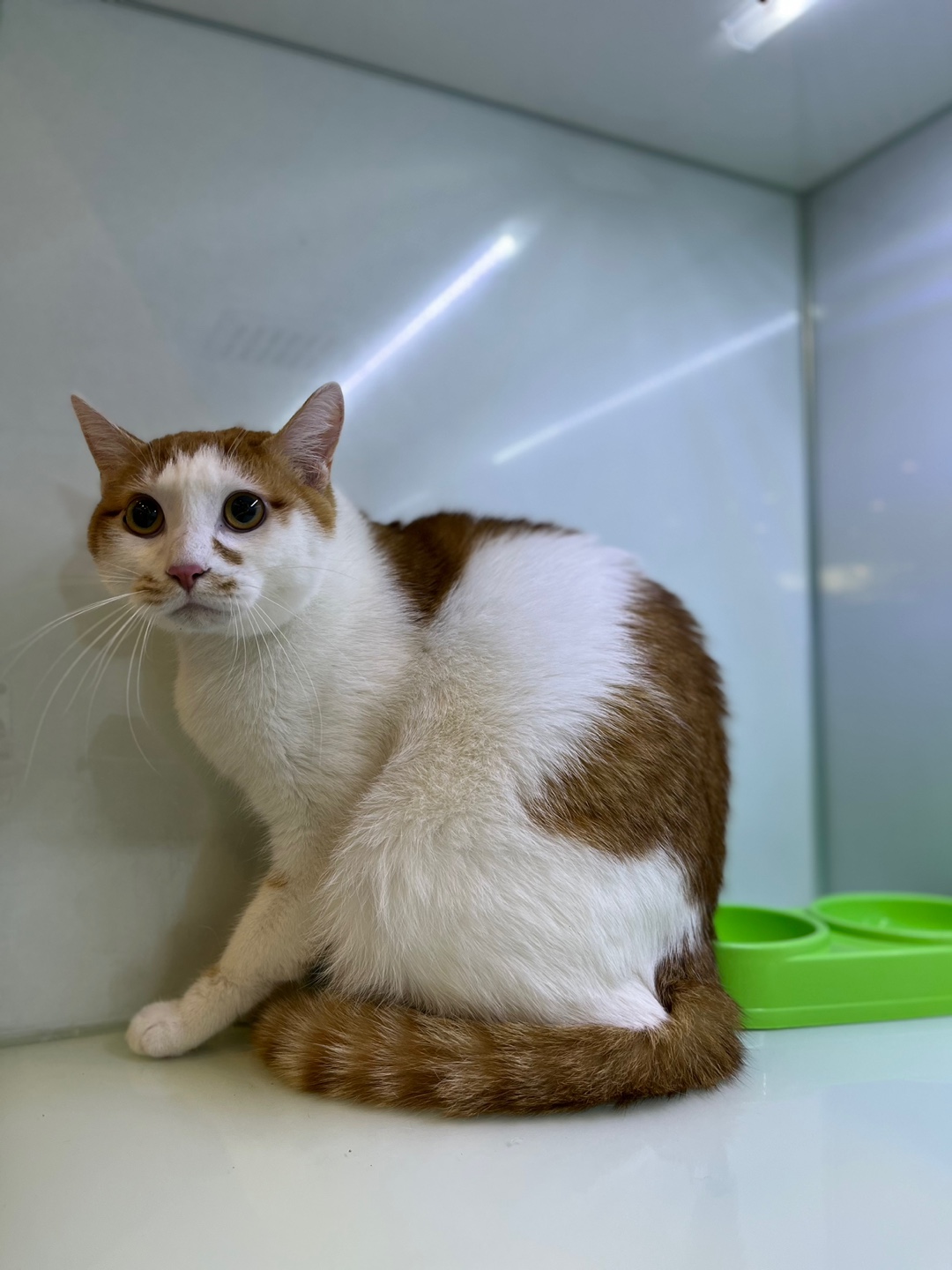 코리안숏헤어 쿠키 유기묘무료입양사이트 비숑프리제파양 포메라니안파양 말티즈파양 말티푸파양 푸들파양 먼치킨파양 랙돌파양 브리티쉬숏헤어파양 스코티쉬폴드파양 러시안블루파양 강아지