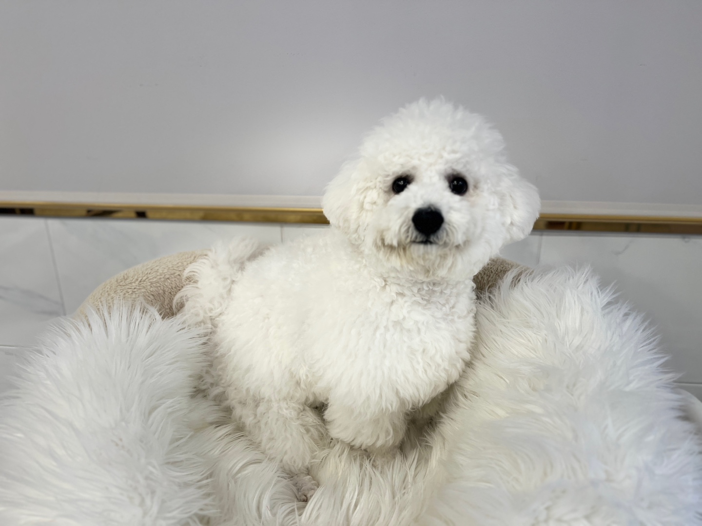 비숑프리제 몽이 폼스키크기 폼치크기 폼피츠크기 푸숑크기 노르웨이숲크기 데본렉스크기 뱅갈크기 샴크기 셀커크렉스크기 스핑크스크기 아메리칸숏헤어크기 아메리칸컬크기 아비시니안크기