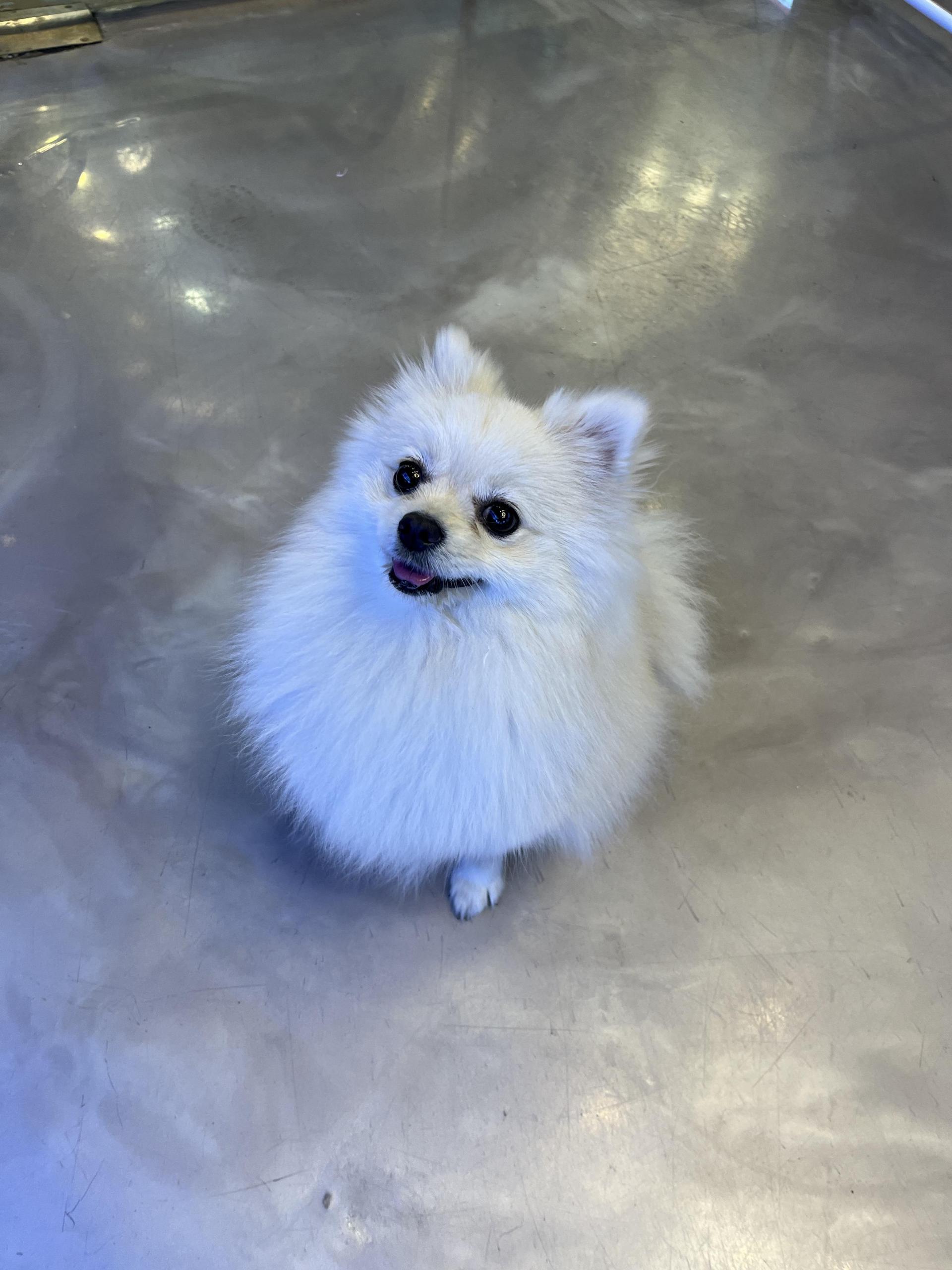 포메라니안 조이 프렌치불독크기 빠삐용크기 파피용크기 사모예드크기 스피츠크기 시바견크기 시베리안허스키크기 시츄크기 요크셔테리어크기