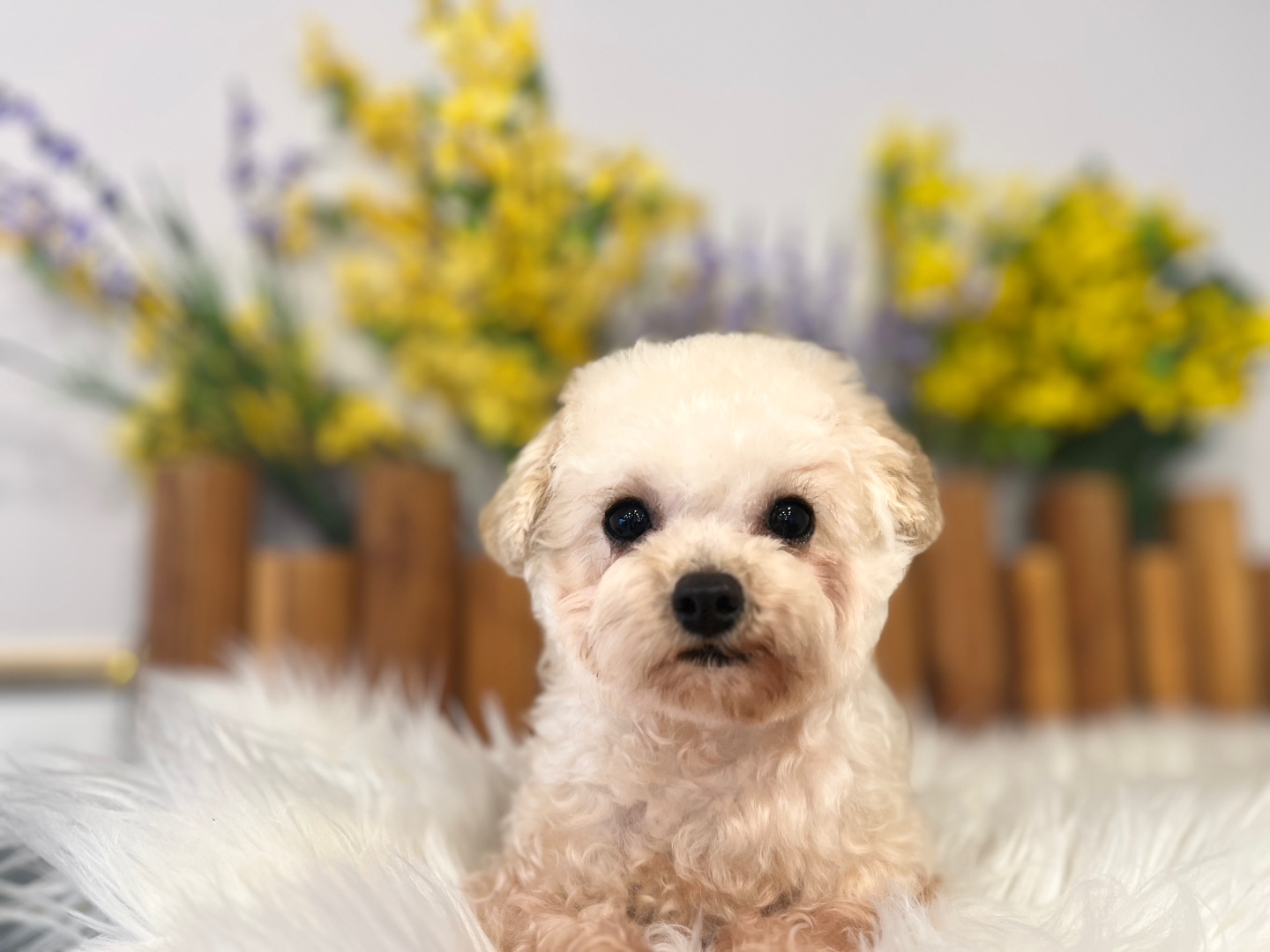 푸들 추추 엑조틱크기 터키시앙고라크기 페르시안크기 하이랜드폴드크기 애완견크기 반려견크기 소형견무료입양사이트 중형견무료입양사이트 대형견무료입양사이트 미니비숑프리제무료입양사이트