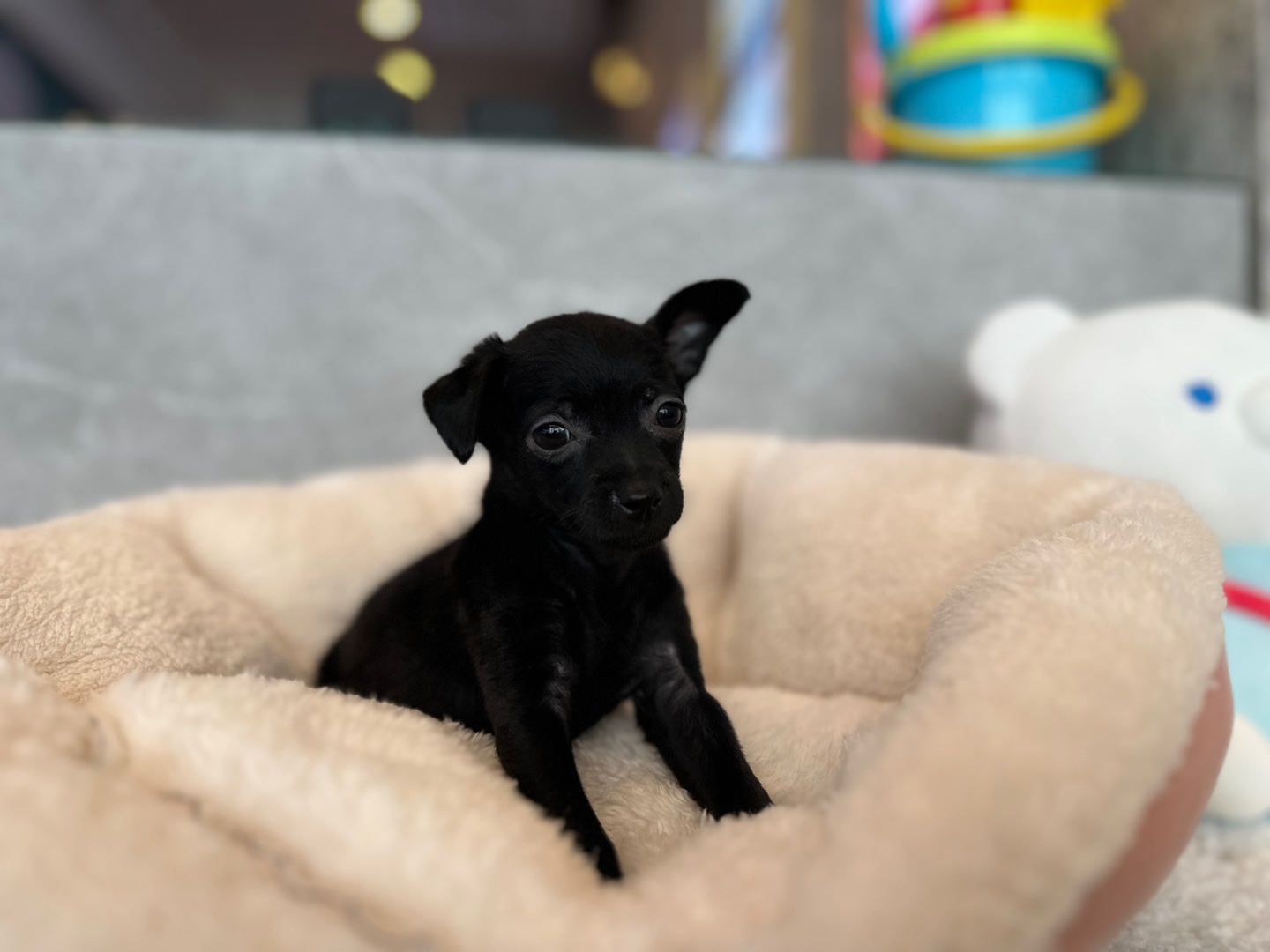 미니핀 데이지 이탈리아그레이하운드입양 치와와입양 폼스키입양 폼치입양 폼피츠입양 푸숑입양 고양이입양 랙돌입양 러시안블루입양 먼치킨입양 브리티쉬숏헤어입양 노르웨이숲입양 뱅갈입양