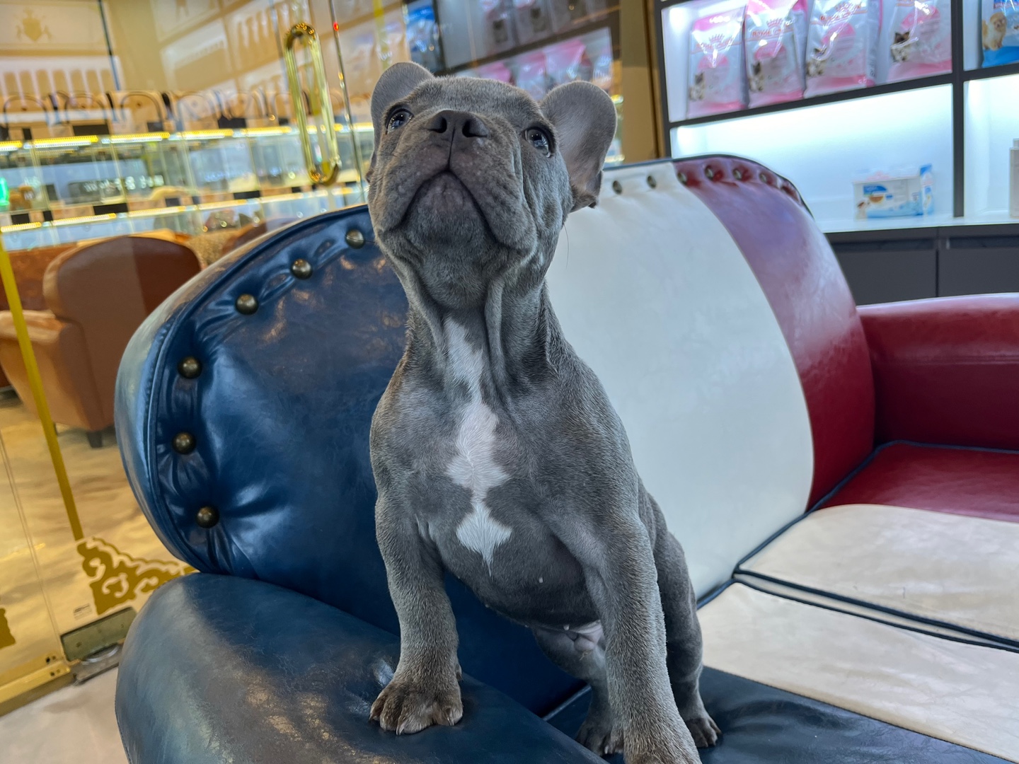 프렌치불독 블루 애완견성격 반려견성격 소형견크기 중형견크기 미니비숑프리제크기 토이푸들크기 골든리트리버크기 래브라도리트리버크기 닥스훈트크기 도베르만크기 말티치크기 말티폼크기