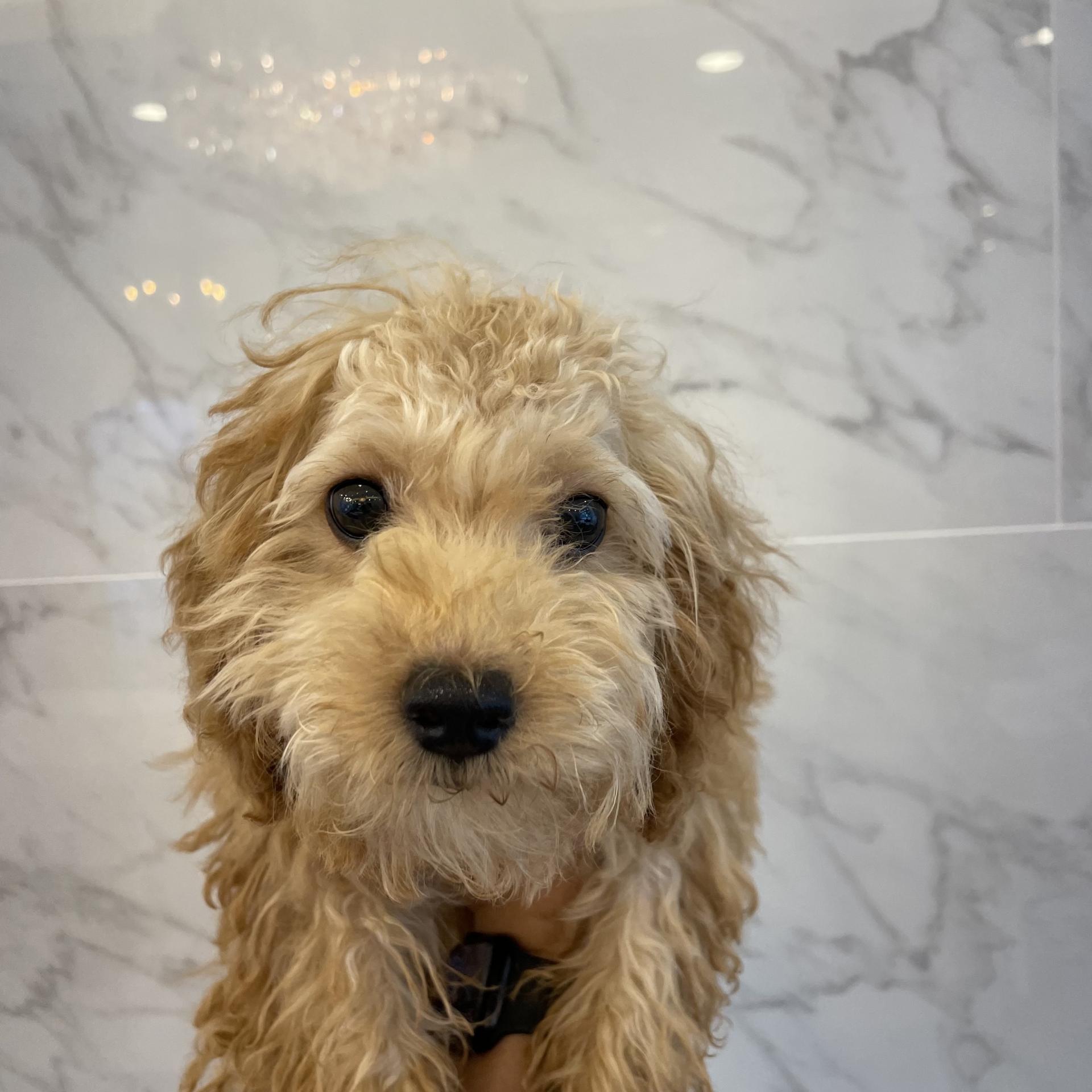 푸들 초코 말티즈크기 말티푸크기 푸들크기 먼치킨크기 랙돌크기 브리티쉬숏헤어크기 스코티쉬폴드크기 러시안블루크기 강아지크기 고양이크기 유기견임시보호 유기묘임시보호 강아지임시보호