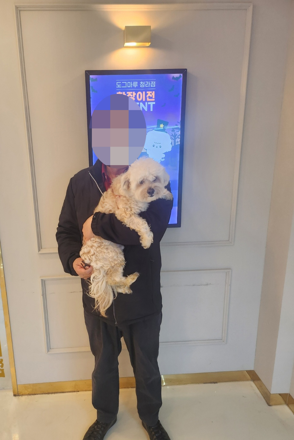 말티푸 또리 프렌치불독크기 빠삐용크기 파피용크기 사모예드크기 스피츠크기 시바견크기 시베리안허스키크기 시츄크기 요크셔테리어크기 웰시코기크기 이탈리아그레이하운드크기 치와와크기