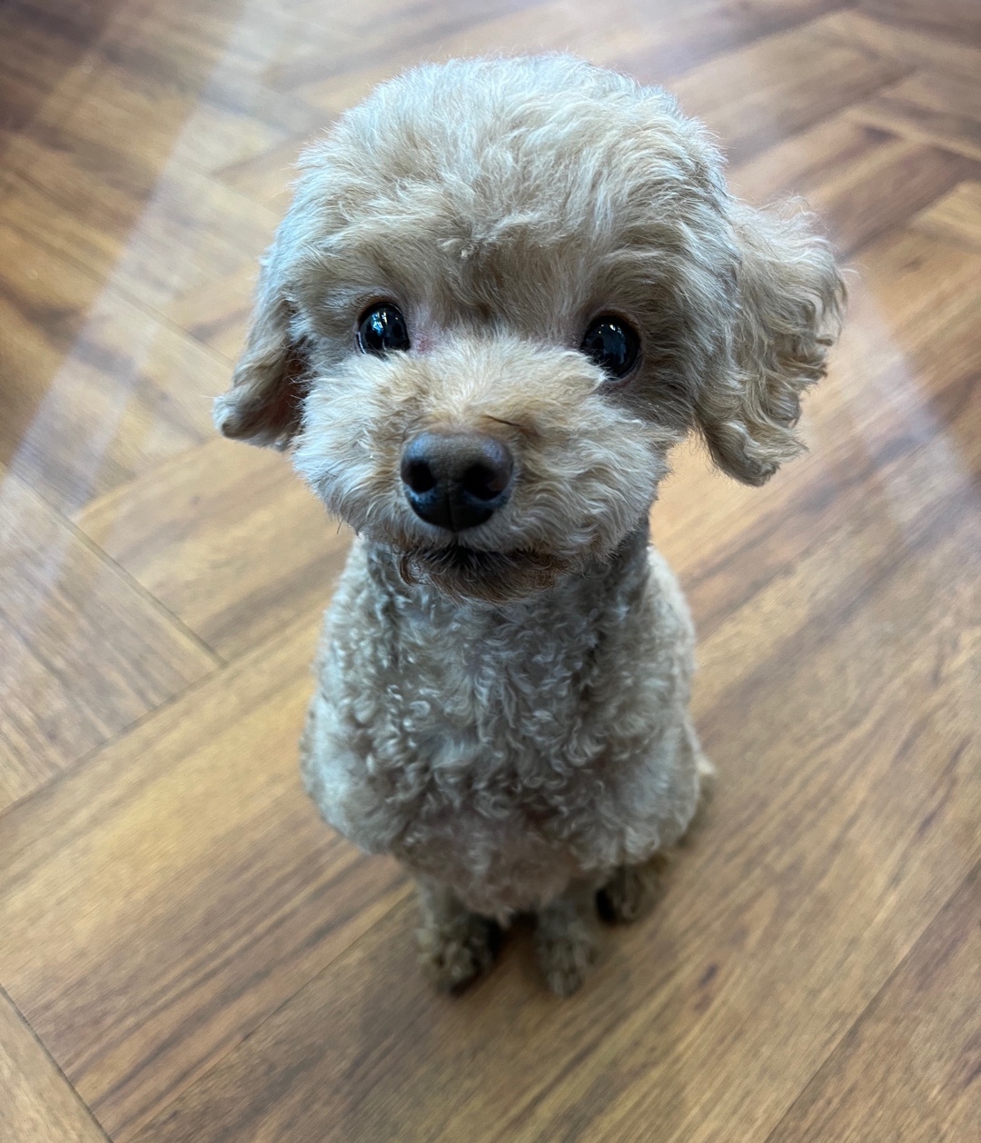 토이푸들 호두 프렌치불독크기 빠삐용크기 파피용크기 사모예드크기 스피츠크기 시바견크기 시베리안허스키크기 시츄크기 요크셔테리어크기 웰시코기크기 이탈리아그레이하운드크기 치와와크기