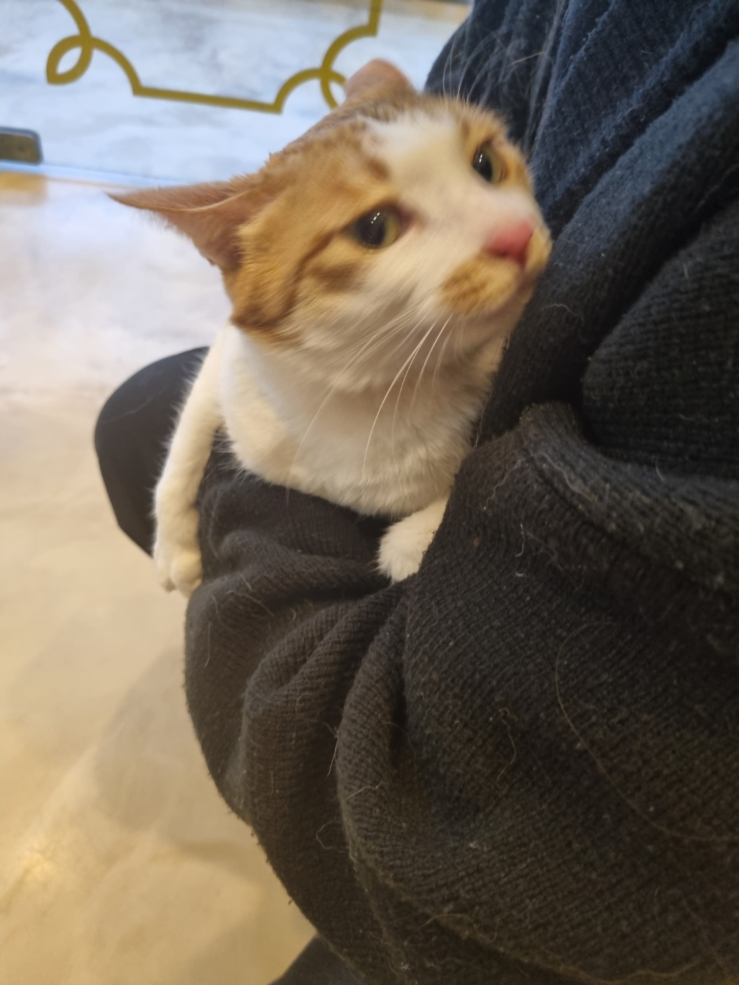 코리안숏헤어 토리말티즈크기 말티푸크기 푸들크기 먼치킨크기 랙돌크기 브리티쉬숏헤어크기 스코티쉬폴드크기 러시안블루크기 강아지크기 고양이크기 유기견임시보호 유기묘임시보호 강아지