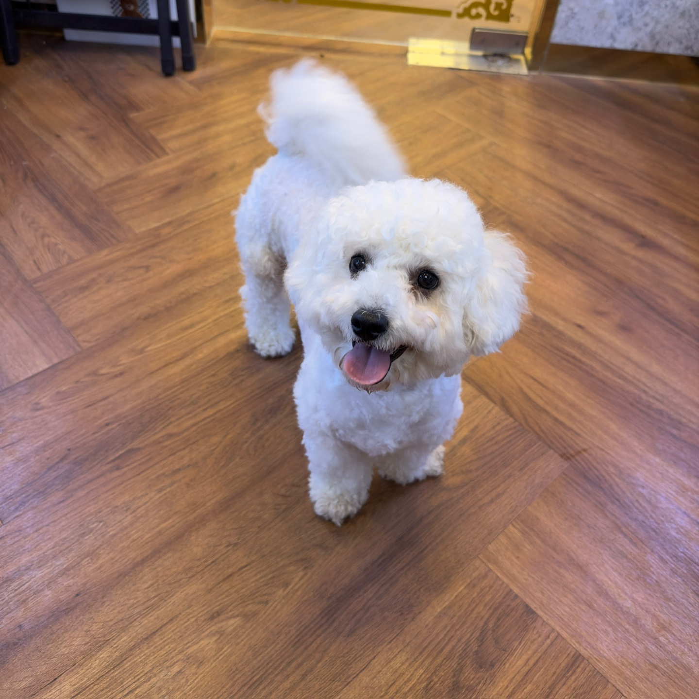 비숑프리제 토리 대형견책임분양 미니비숑프리제책임분양 토이푸들책임분양 골든리트리버책임분양 래브라도리트리버책임분양 닥스훈트책임분양 도베르만책임분양 말티치책임분양 말티폼책임분양