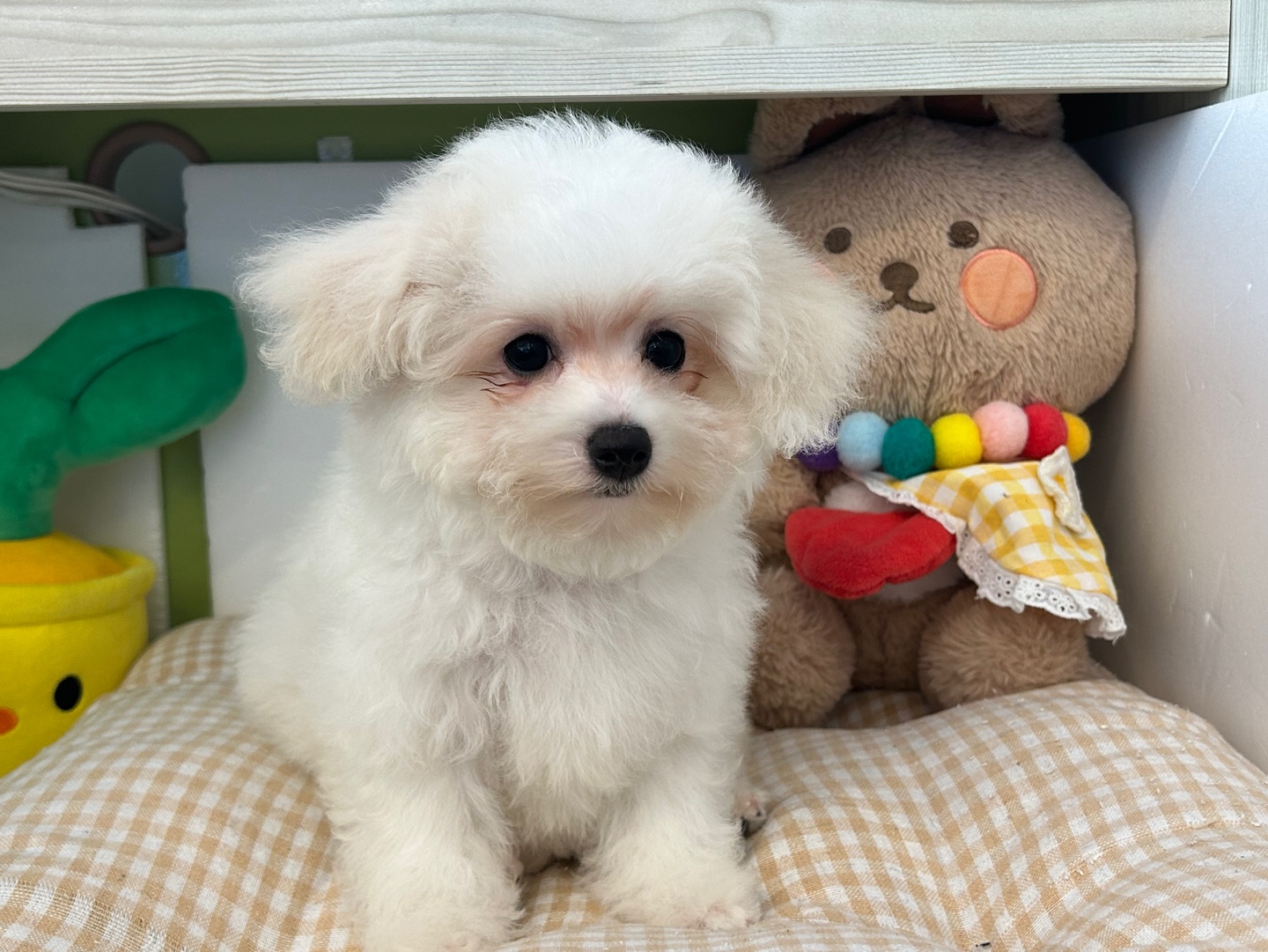 비숑프리제 사탕 대형견책임분양 미니비숑프리제책임분양 토이푸들책임분양 골든리트리버책임분양 래브라도리트리버책임분양 닥스훈트책임분양 도베르만책임분양 말티치책임분양 말티폼책임분양