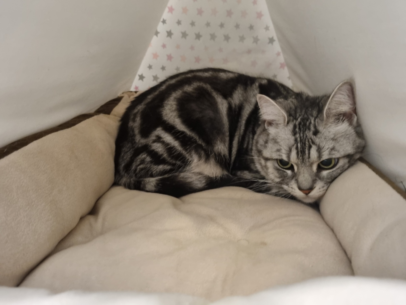 아메리칸숏헤어 레오 폼스키크기 폼치크기 폼피츠크기 푸숑크기 노르웨이숲크기 데본렉스크기 뱅갈크기 샴크기 셀커크렉스크기 스핑크스크기 아메리칸숏헤어크기 아메리칸컬크기 아비시니안